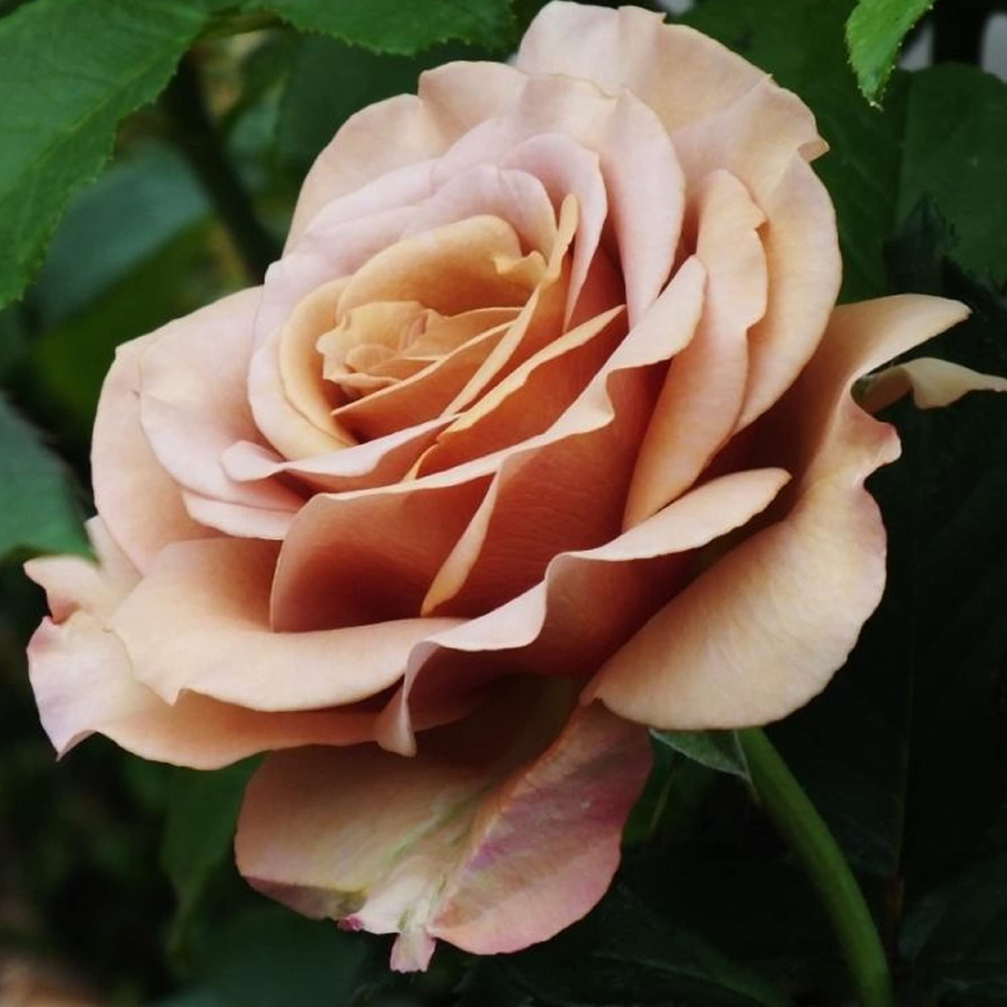 Amazon.com : CHUXAY GARDEN Amnesia Rose 120 Seeds Dusty, Muted Lavender ...