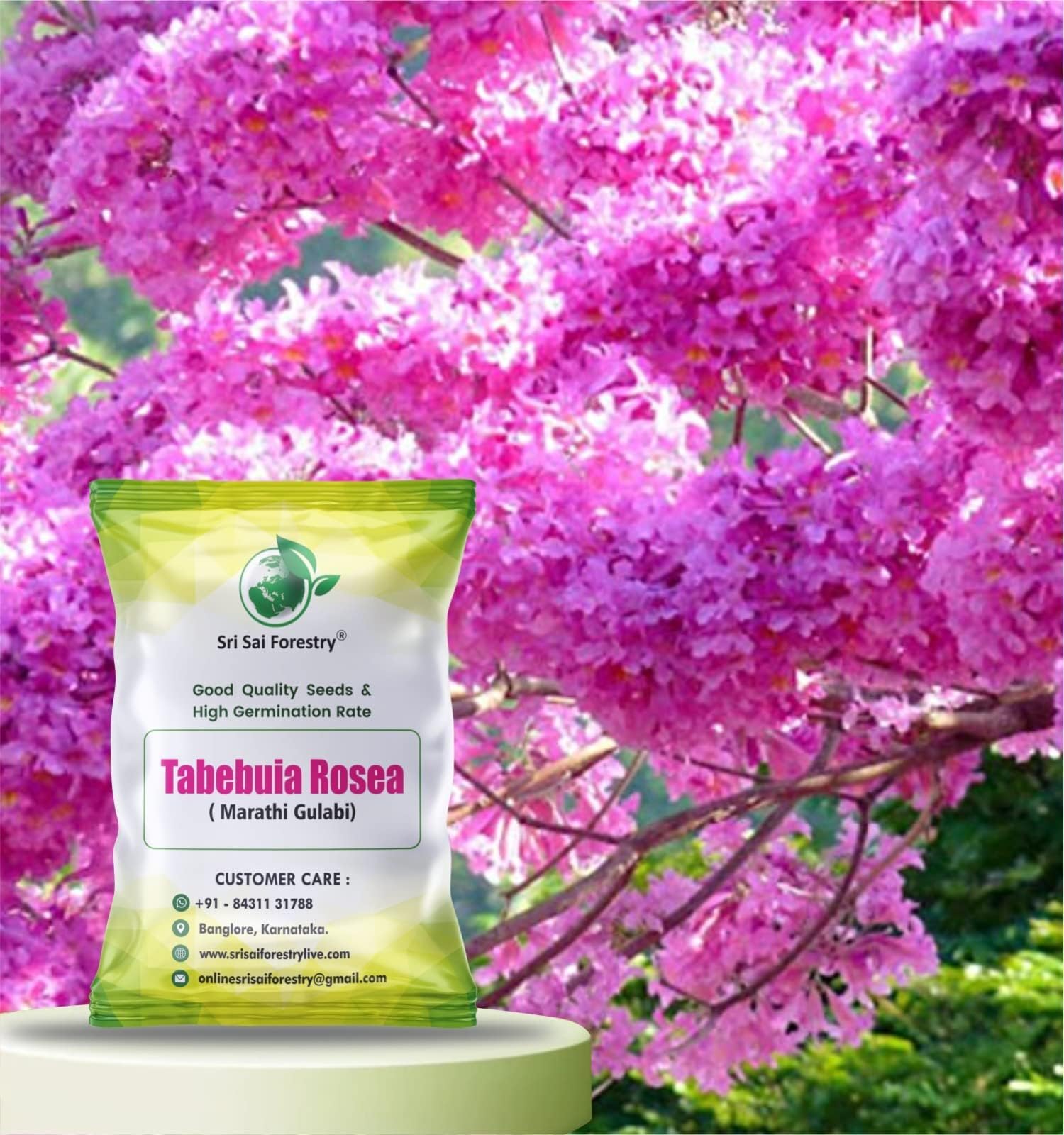 SRI SAI FORESTRY Tabebuia Rosea Seeds (Pack of 100), Tabubia Rosea Seed ...