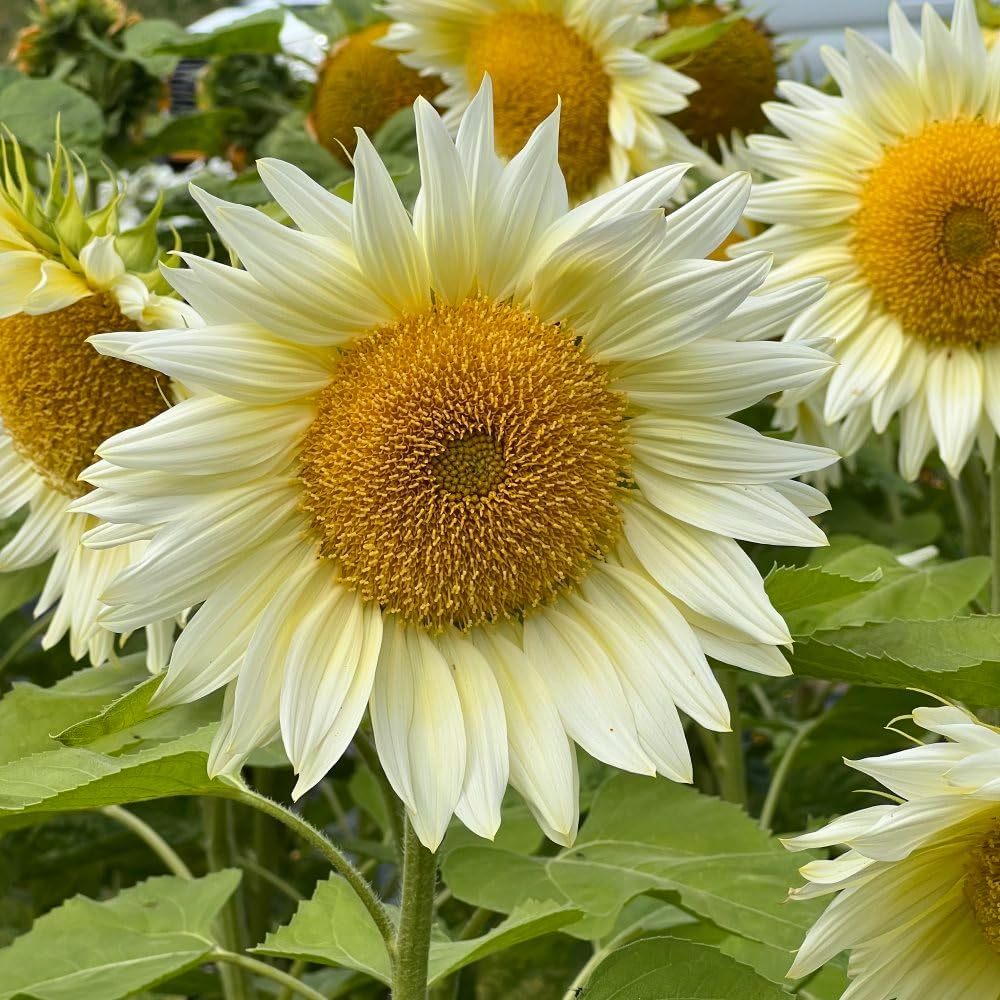 Sunflower Pro Cut White Lite F1 Seeds - Innovative Colour - Easy-to ...