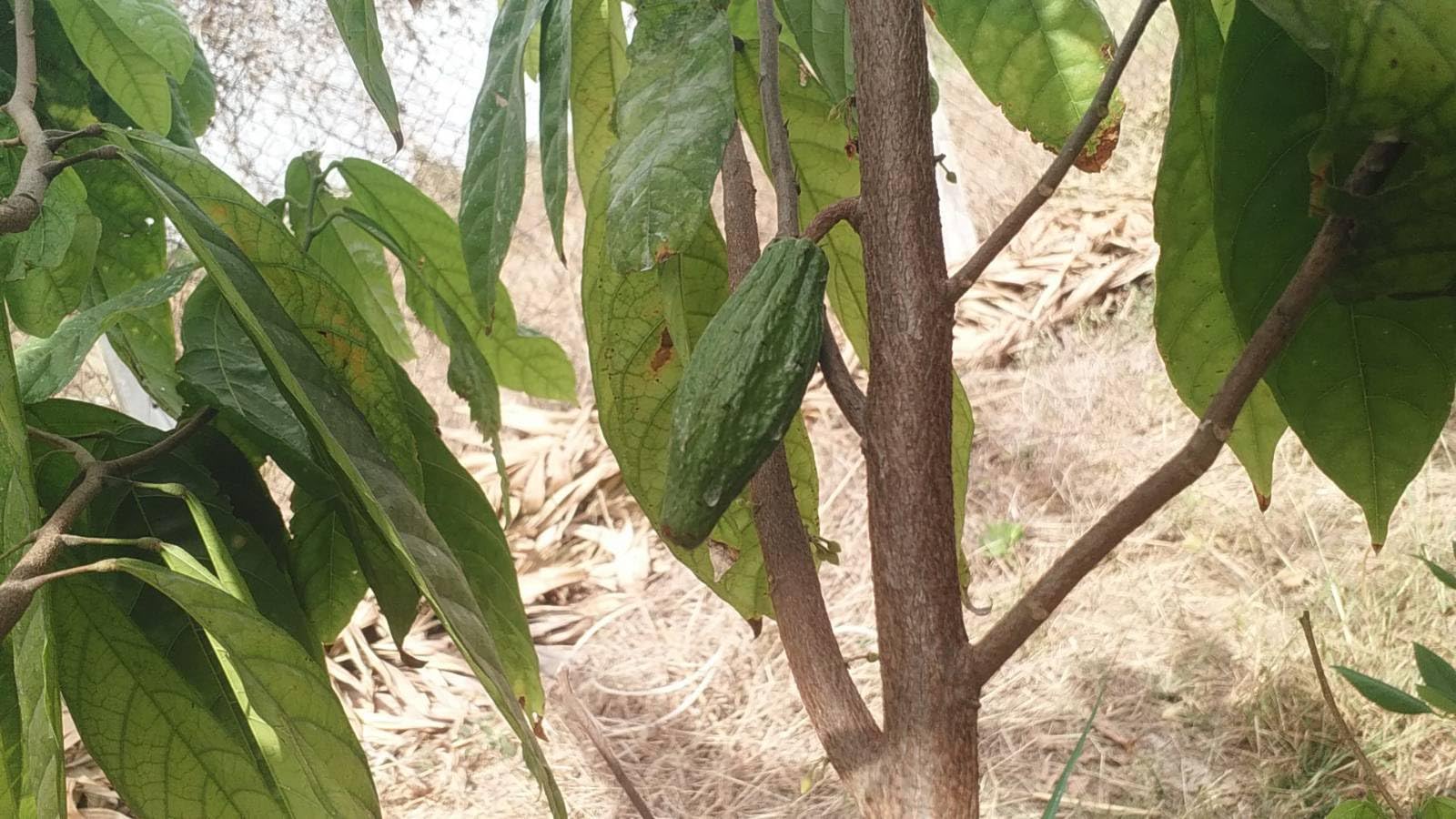 Creative Farmer Live Fruit Plant Chocolate Tree Rare Combo Theobroma ...