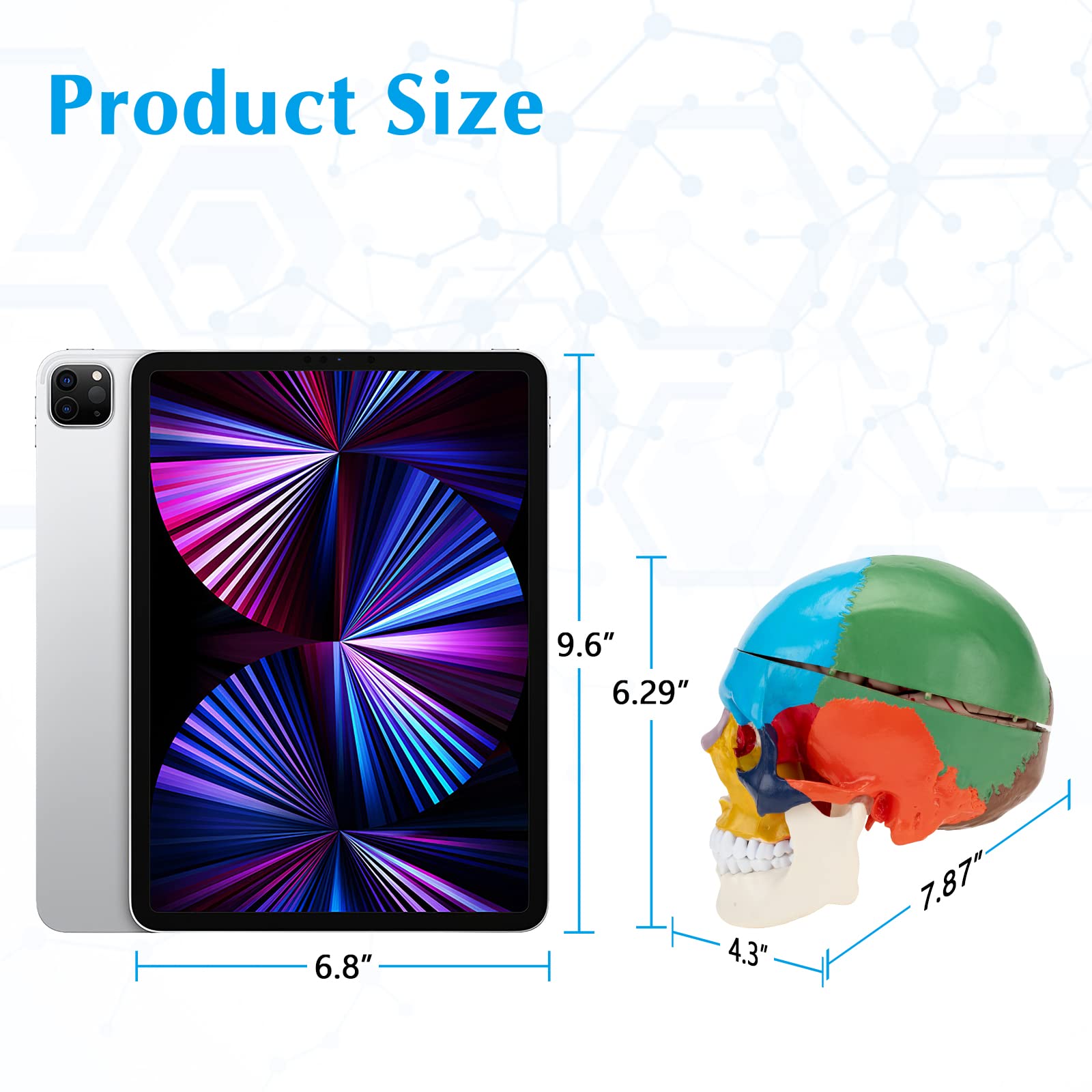 Snapklik.com : Human Skull Model, Detachable Colored Skull And Brain Anatomy Model, Life Size ...