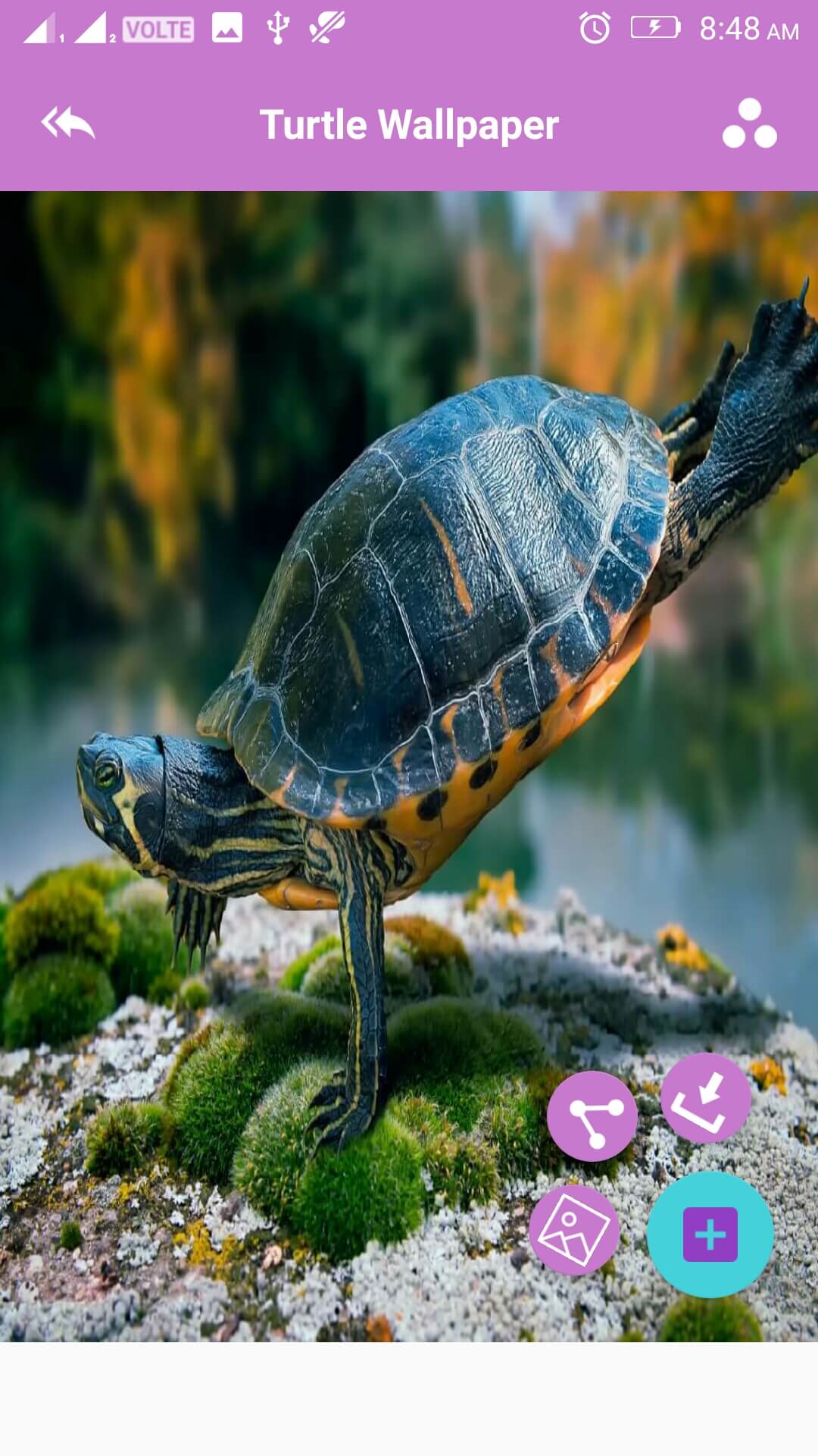 Land Turtle Wallpaper