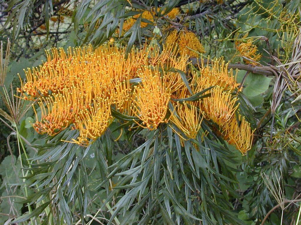 Buy Floral Treasure Rare Southern silky oak Tree (Grevillea robusta) 1 ...