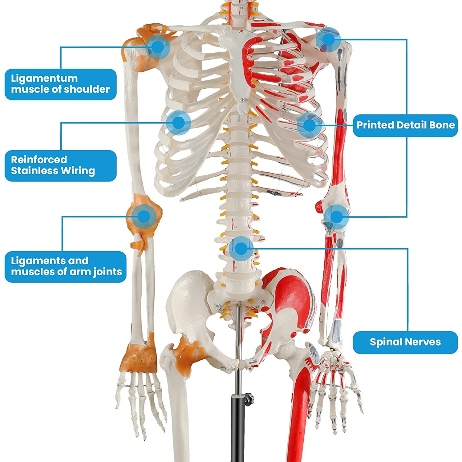 Skeleton With Muscles And Nerves