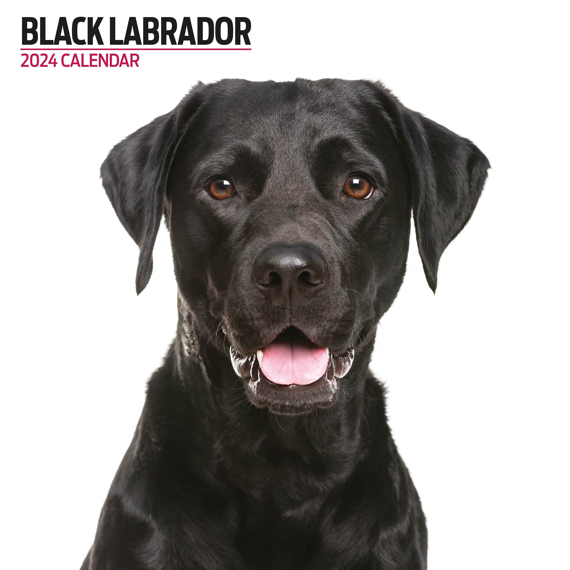 Labrador Negro Labrador Black Sign Pug & Puffin