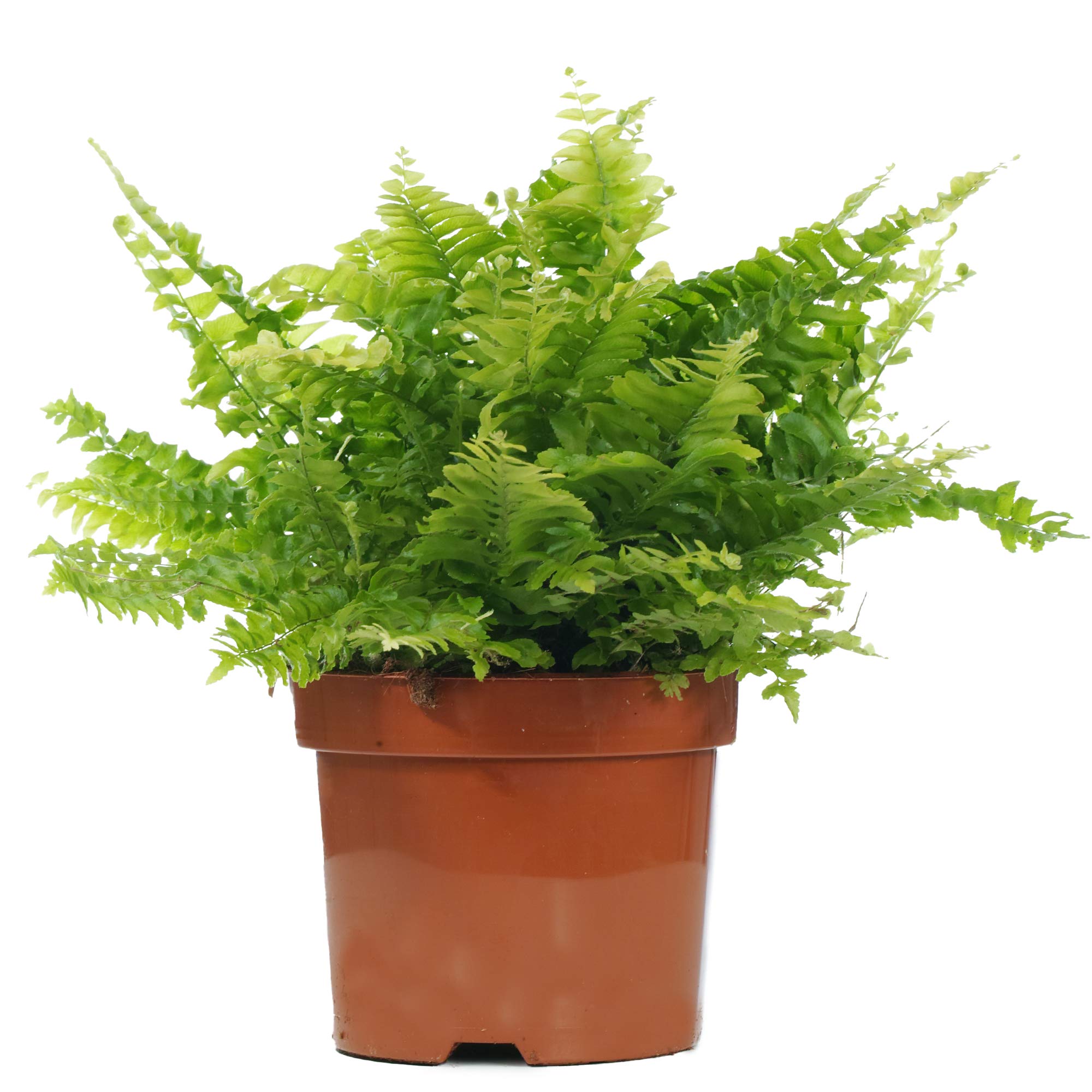 1 X Nephrolepis Boston Fern Stunning Bushy Indoor Plant 25 35cm 1-x-nephrolepis-boston-fern-stunning-bushy-indoor-plant-25-35cm