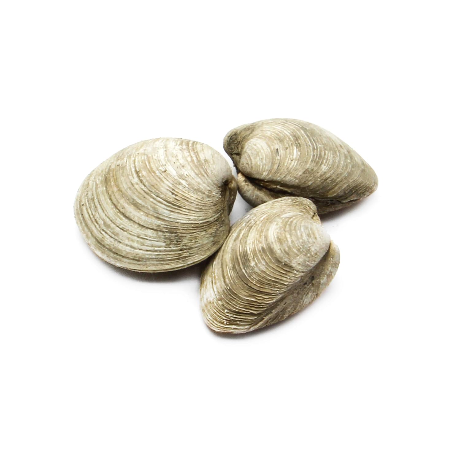 Amazon.com: Clam Littleneck Farm Raised : Grocery & Gourmet Food