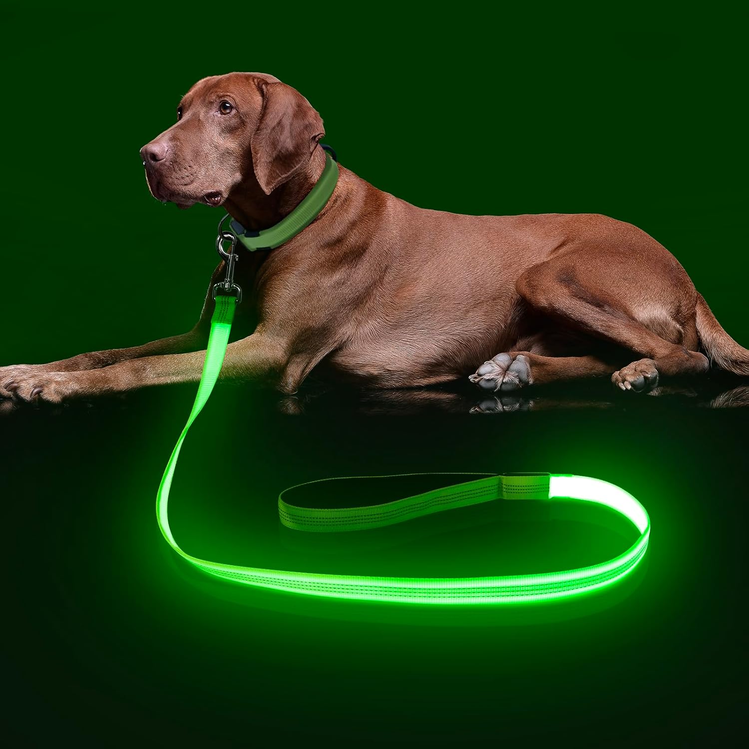 Colaseeme LED Dog Lead Light Up - 4 Feet, Micro USB Rechargeable, Nylon ...