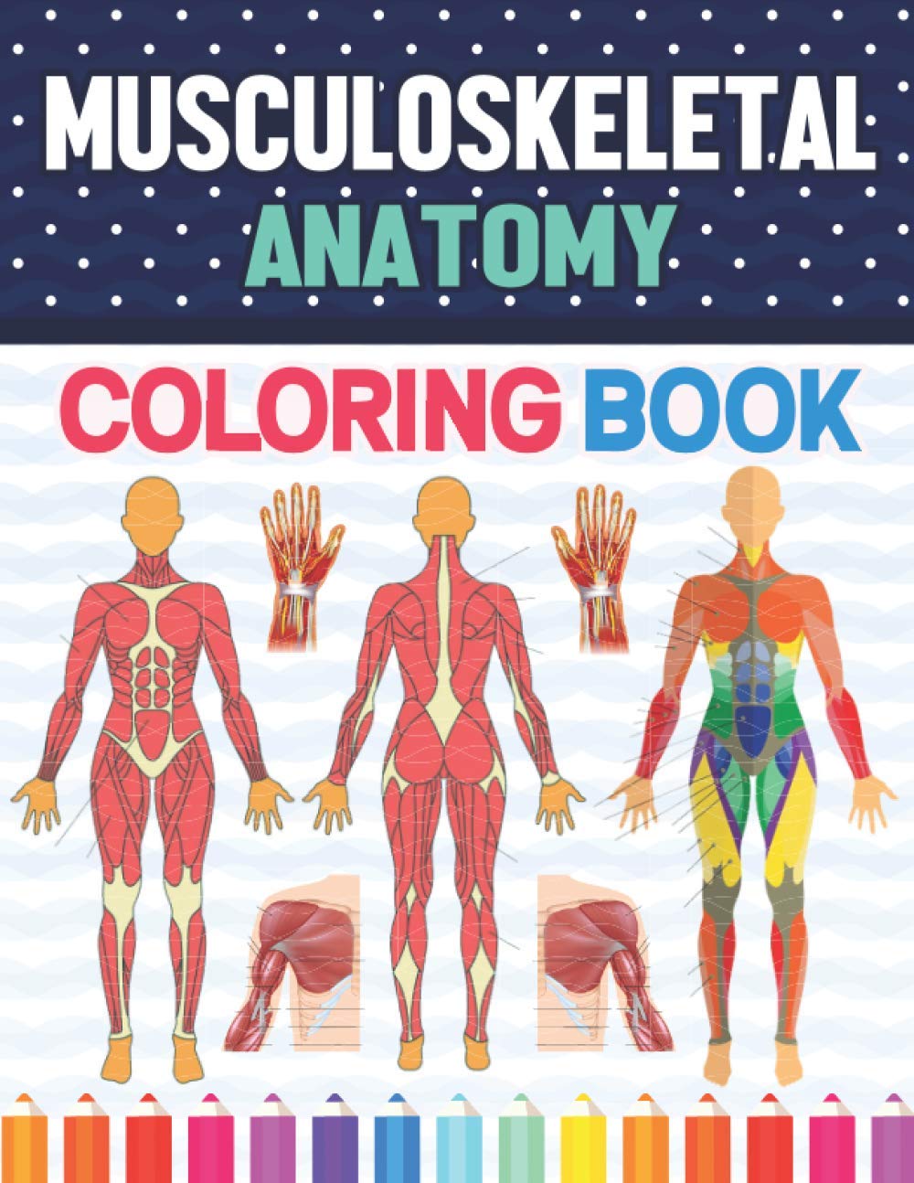 Buy Musculoskeletal Anatomy Coloring Book: Muscular & Skeletal System ...