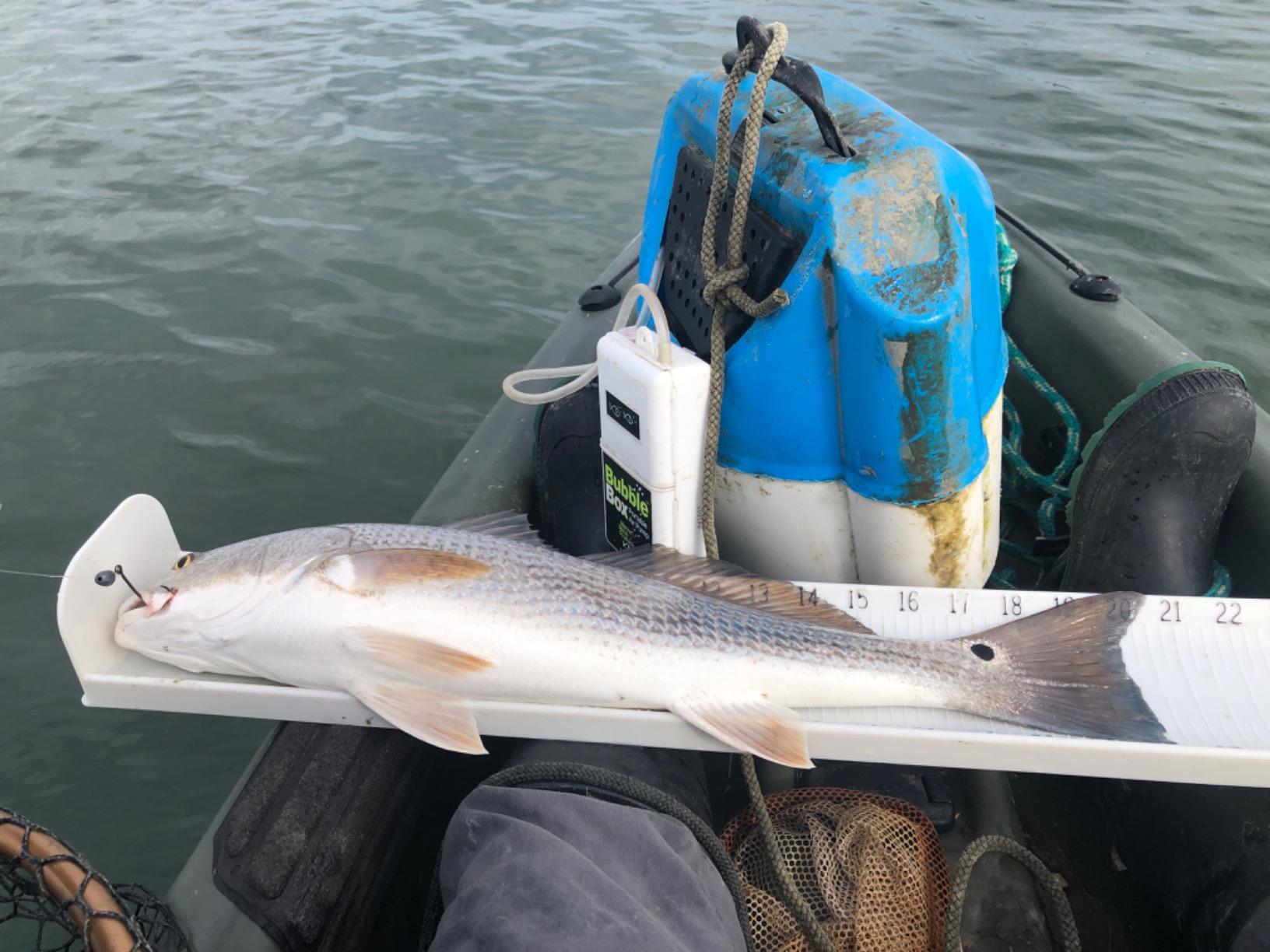 Amazon.com: Hobie Hawg Trough Fish Measuring Device 2016 - Fishing Hawg ...