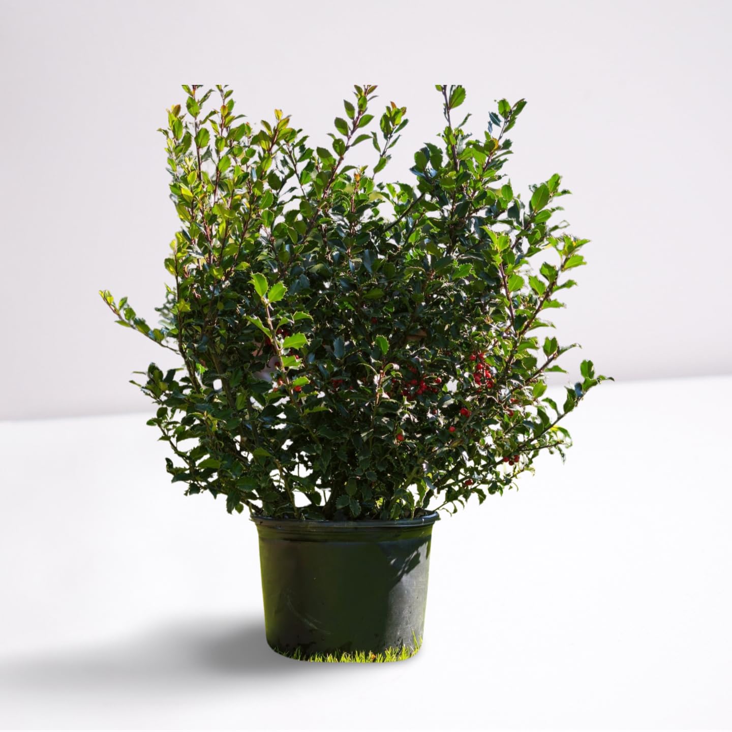 Amazon.com: Ilex Royal Family Holly - 3 Gallon Live Plant | Perfect for ...