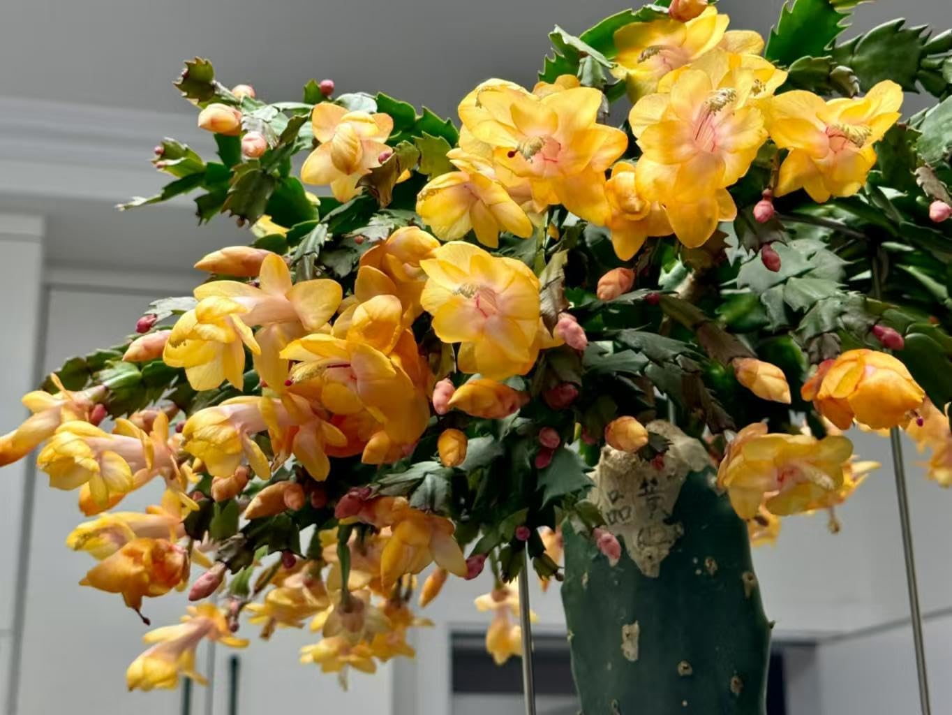 Amazon.com : Courtshipx Christmas Cactus Live Plant, Zygocactus ...