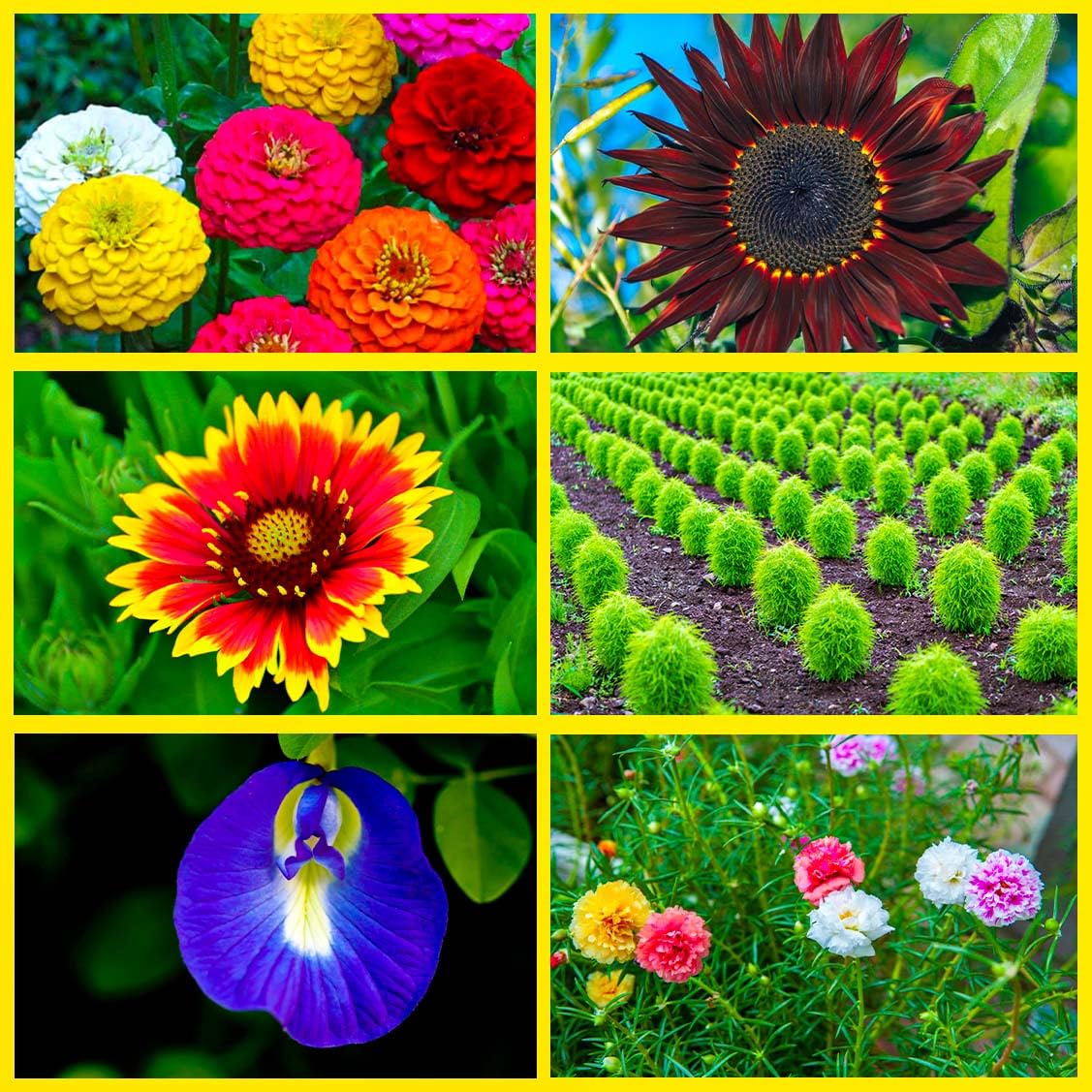 6 Variety Flower Seeds For Summer Season (Butterfly Pea, Zinnia, Kochia ...