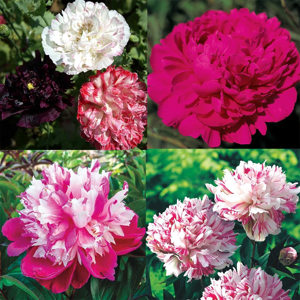 Amazon.com : 100+Mixed Peonies Seeds for Planting Outdoor- Peony Flower ...