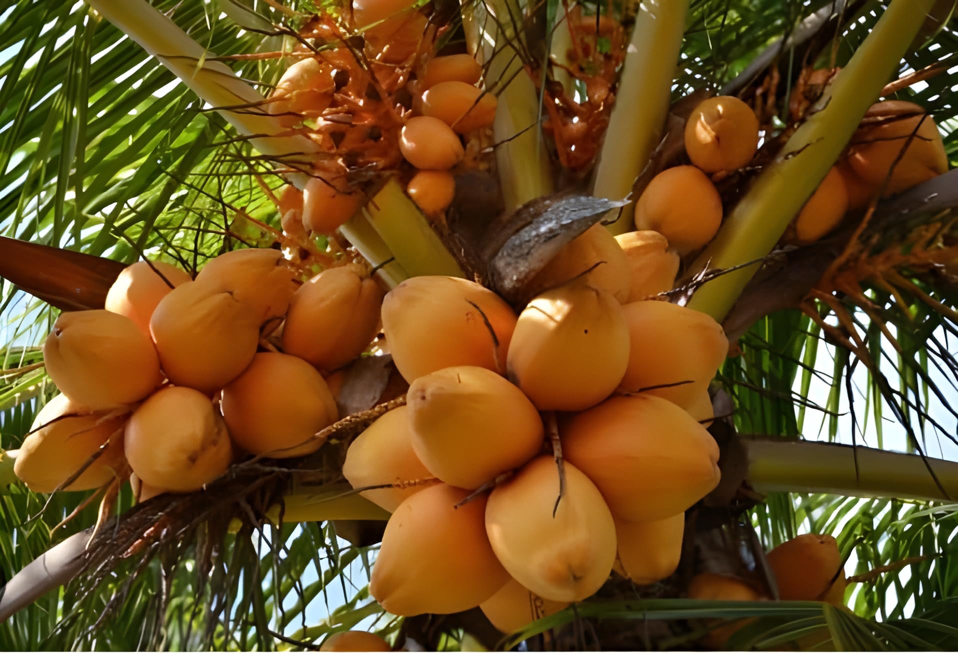 Green View Golden Malayan Dwarf Coconut Live Plant Premium High ...