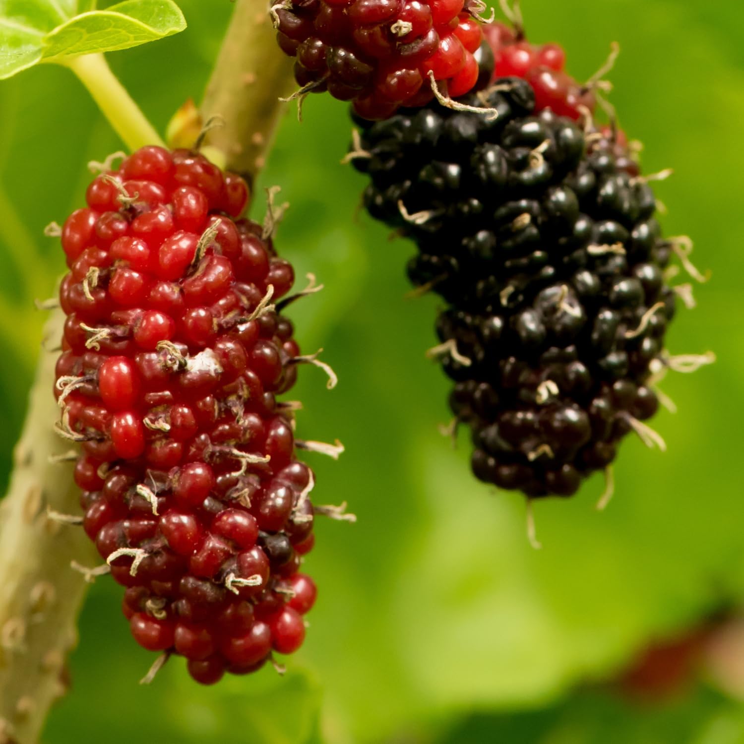 Red Mulberry Fruit Edible