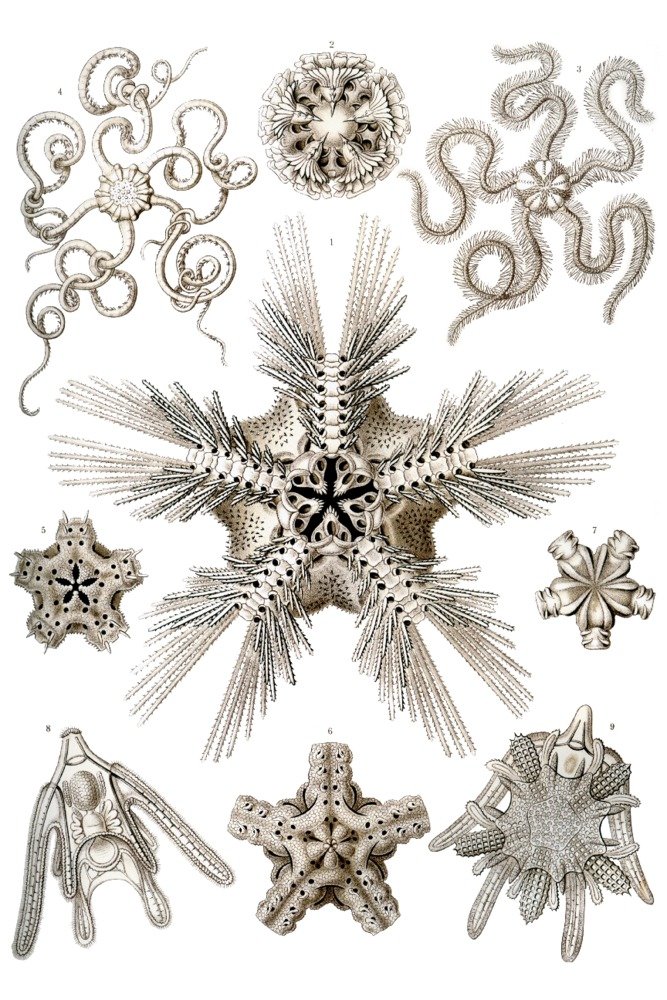 Brittle Star Drawing