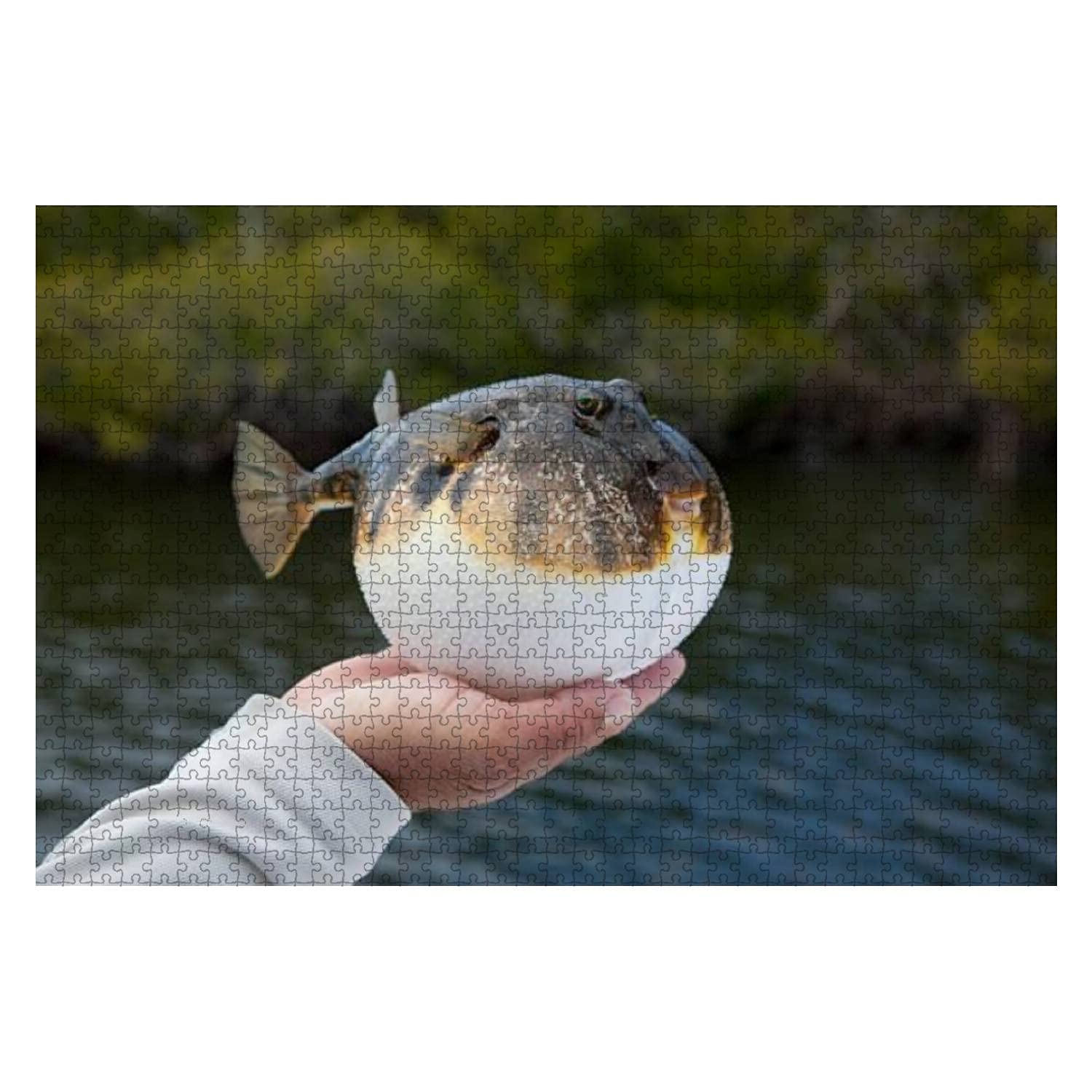 Puffer Fish Inflated