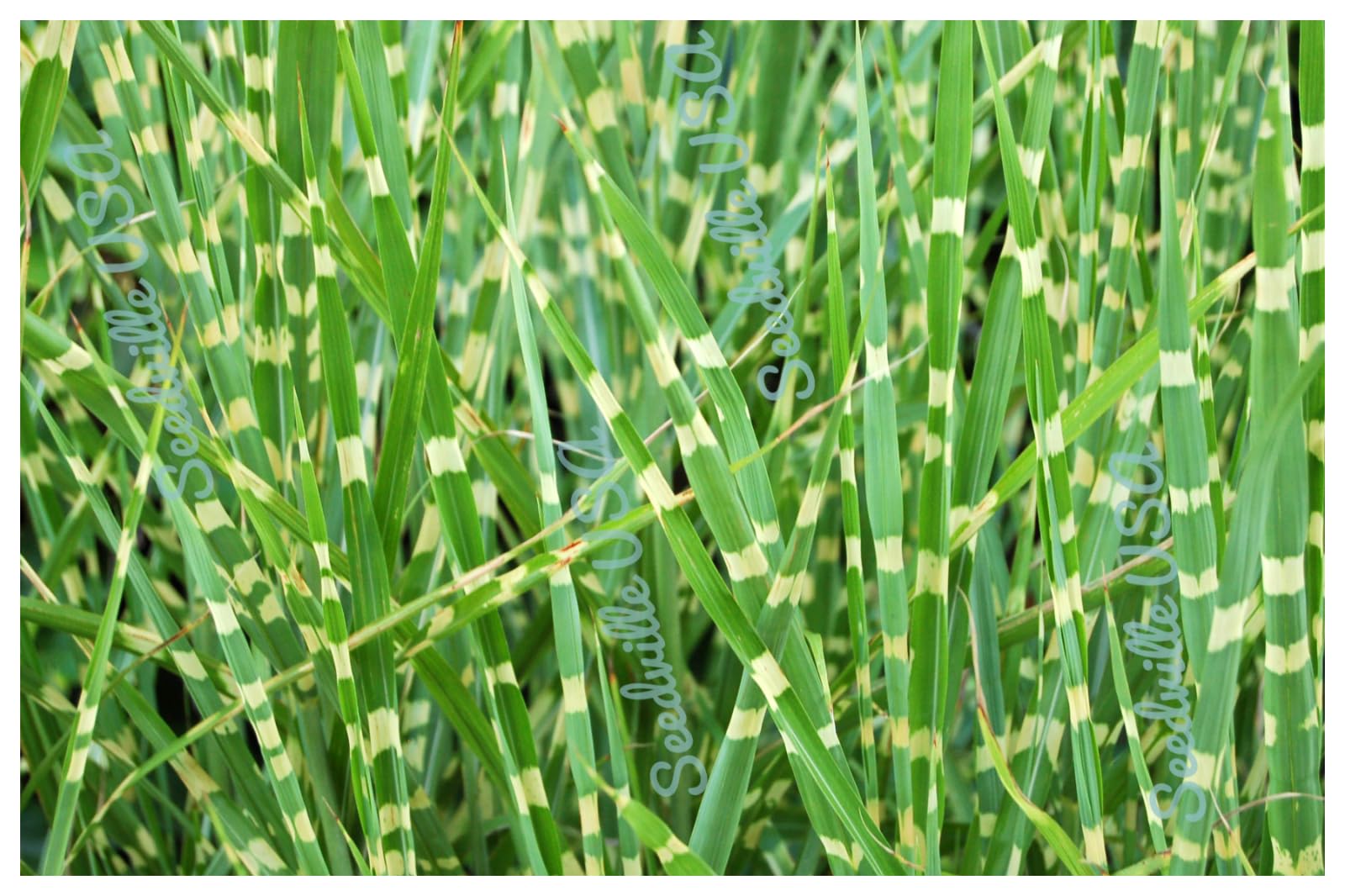 10 Seeds Zebra Grass Variegated Maiden Grass Miscanthus Sinensis ...