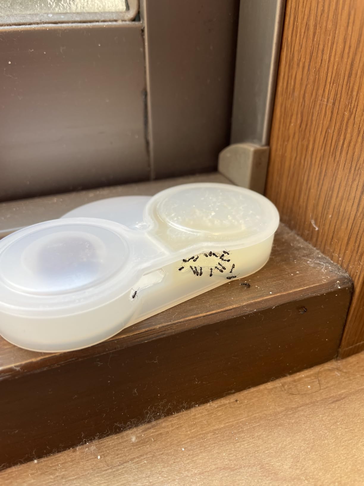 Amazon.co.jp: KINCHO コンバット 蟻用 2way 駆除剤 4個入 アリの巣 退治 殺虫剤 室内 アリ退治 : DIY・工具・ガーデン