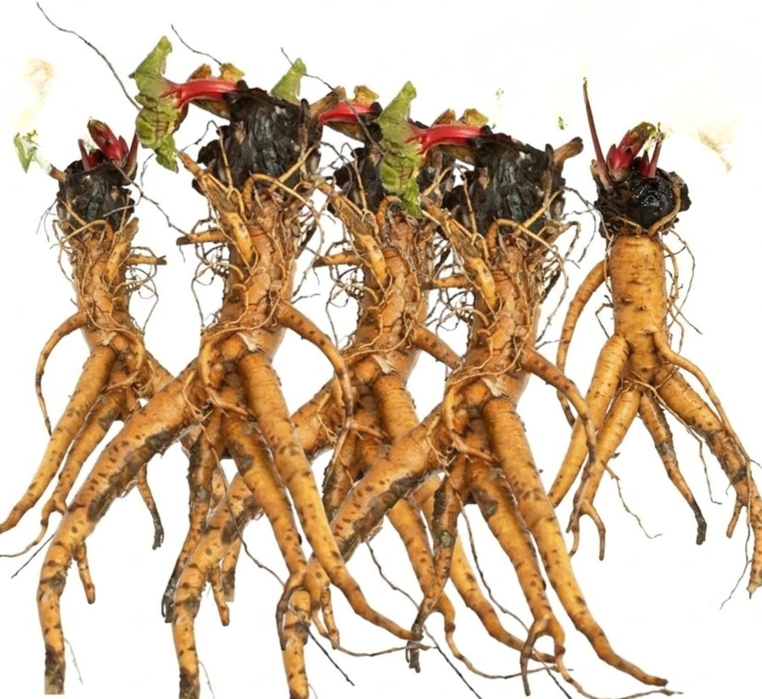 Amazon.com : Pack 5 Rhubarb Plants Roots for Planting, Large Rhubarb ...