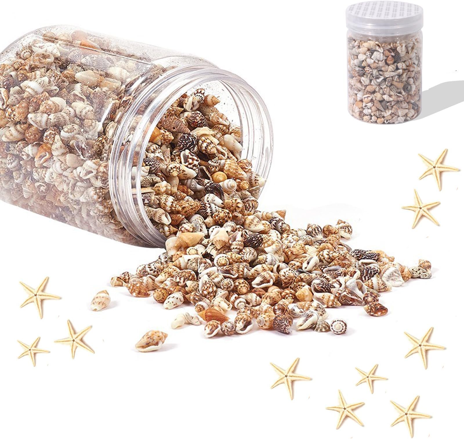 Amazon.com: Calonge 1000+ Tiny Sea Shells Small Natural Starfish Mixed ...