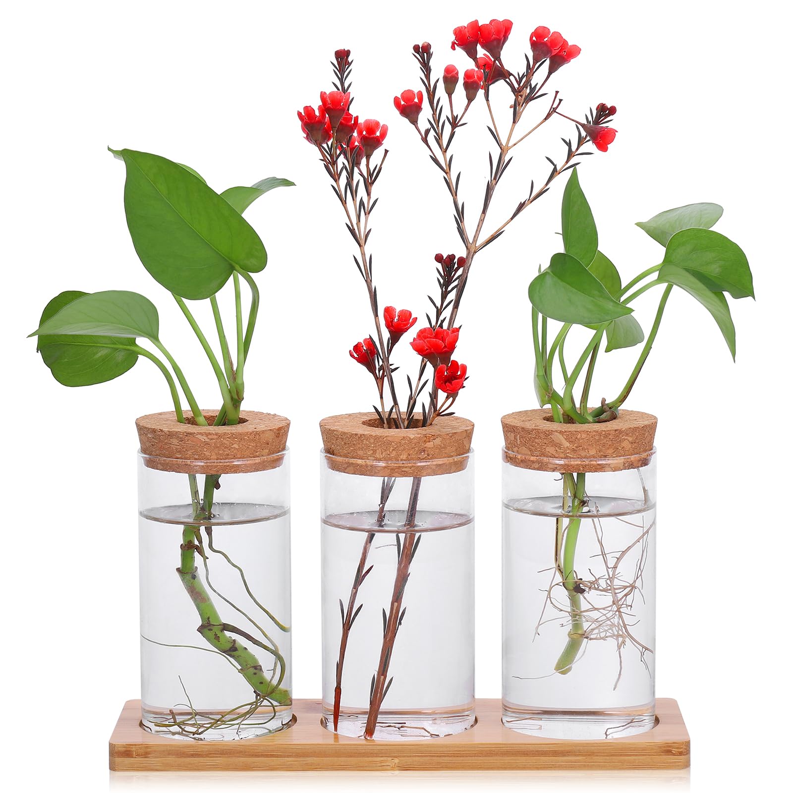 Fentar Propagation Station, Plant Terrarium Jar with Wooden Base and ...