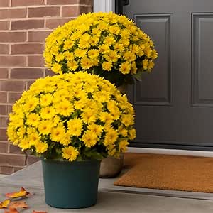 Amazon.com: PIVOFF Artificial Mums for Outdoors Fall,Look Real- Uv ...