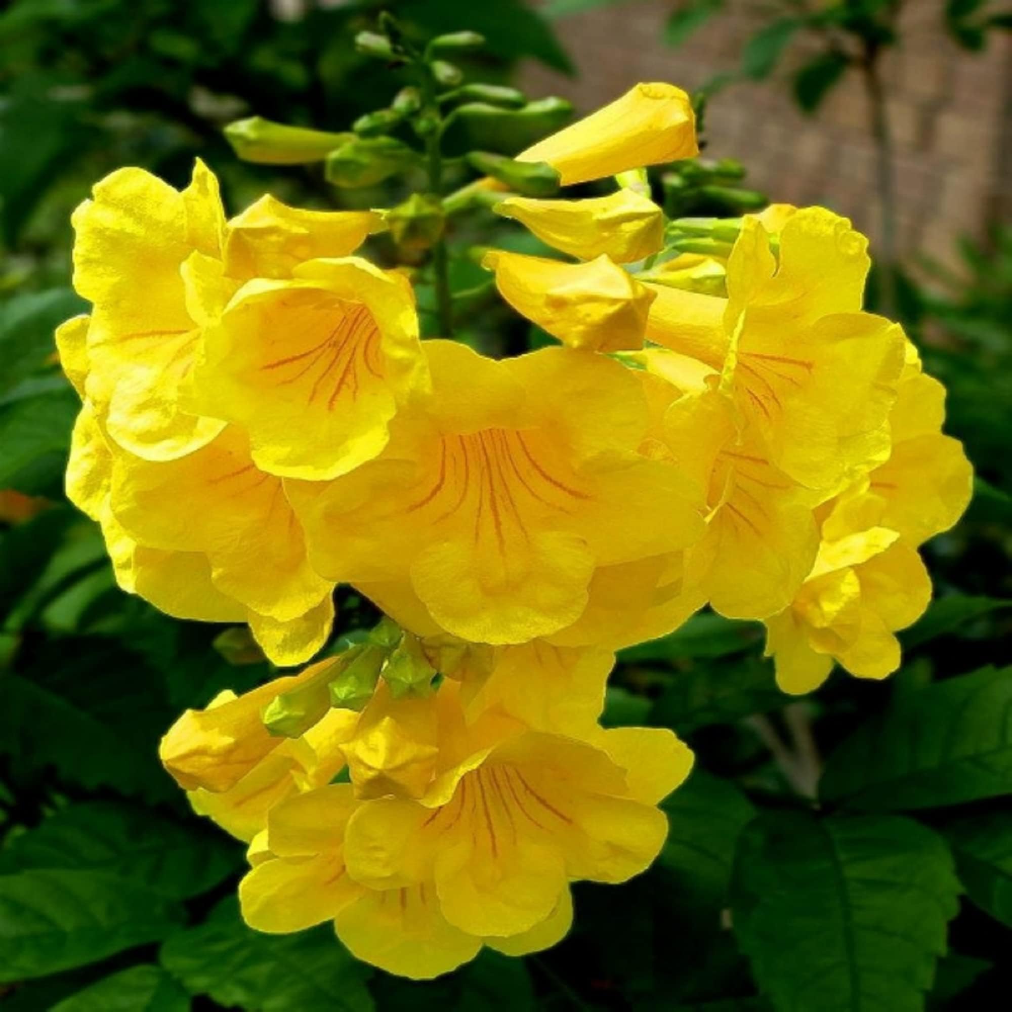 Amazon.com : CHUXAY GARDEN Tecoma Stans-Yellow Trumpetbush,Yellow Bells ...