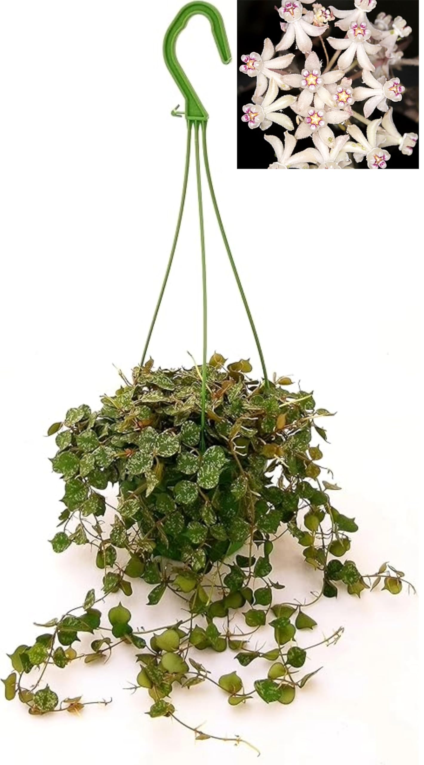 Hoya Carnosa Pianta Vera POWERS TO FLOWERS - TRADESCANTIA FLUMINENSIS ...