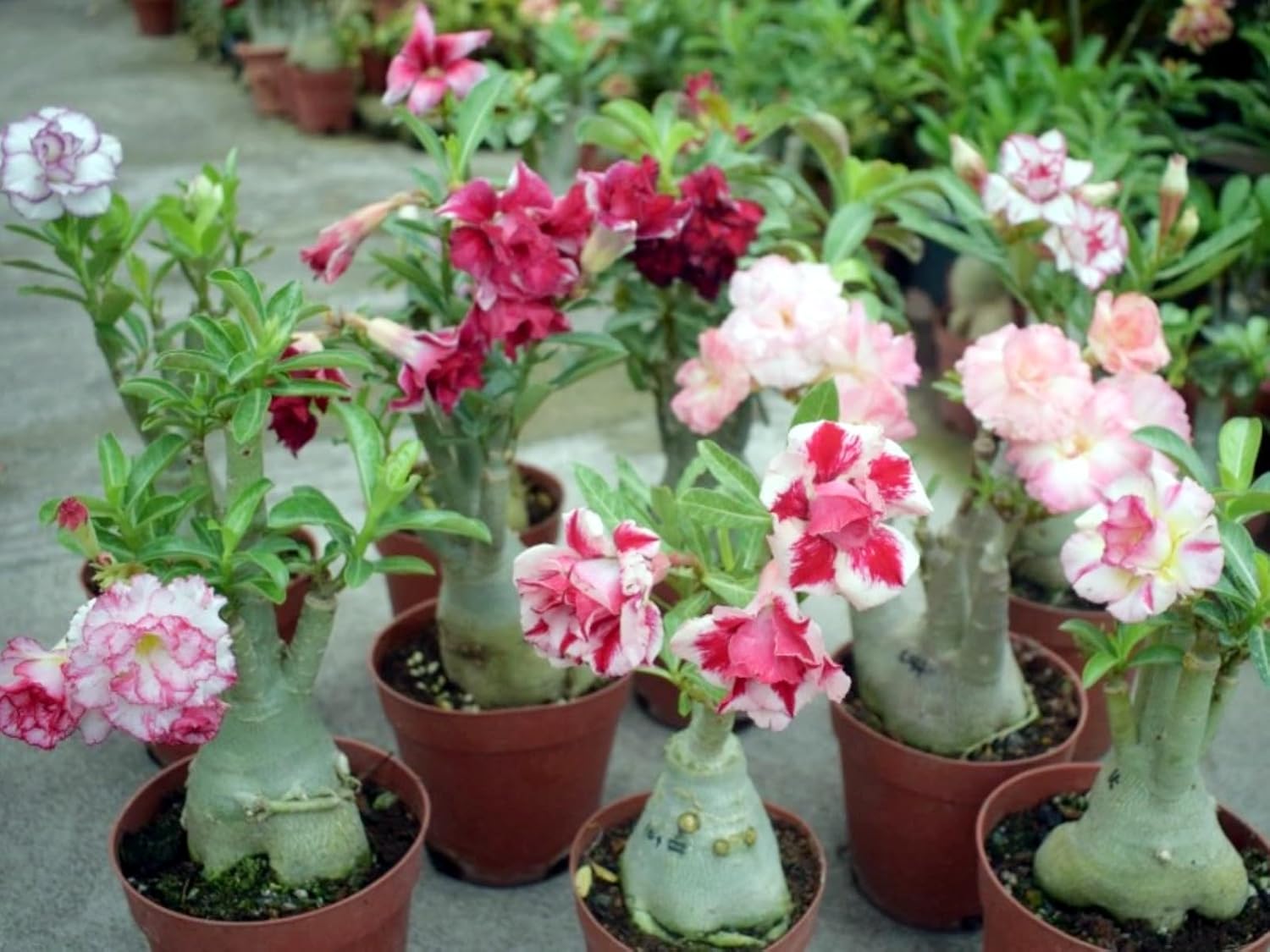 Amazon.com : Adenium obesum Plants for Sale,Rare Desert Rose Plants ...