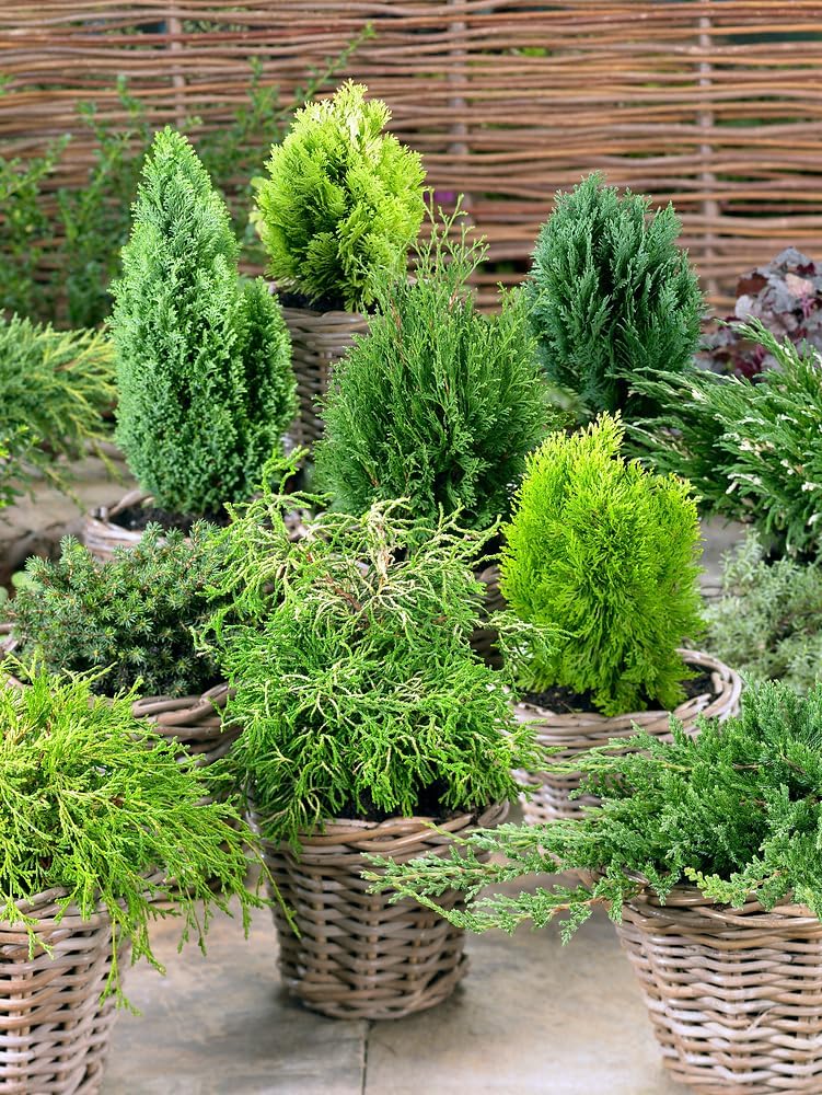 12- Dwarf Conifers - Mixed Evergreen Variety - Slow Growing - Potted ...