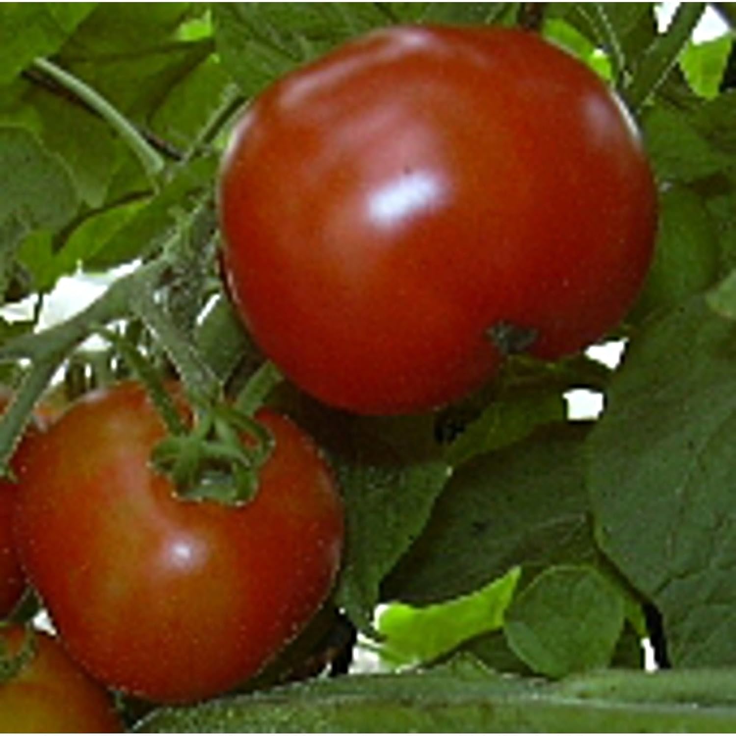 Amazon.com : Magnus Tomato Seeds (25 Seeds) Seeds for Planting, Growing ...