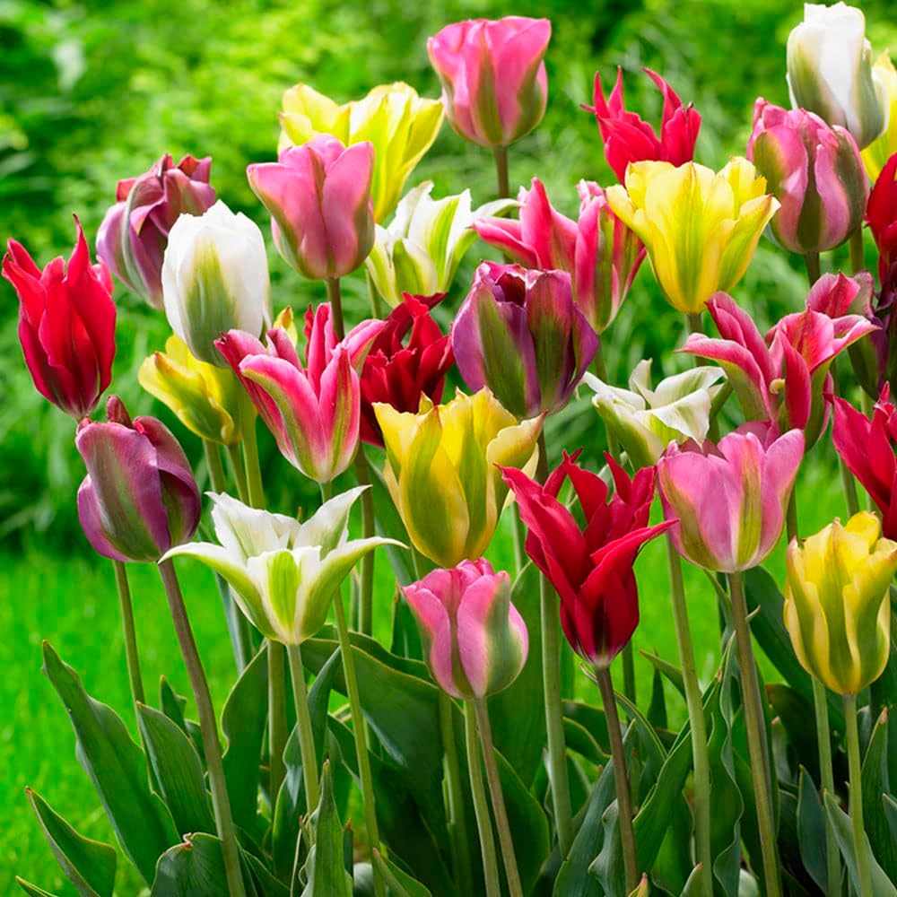 25 x Tulip Viridiflora Mixed – Spring Flowering Bulbs – Perennials ...