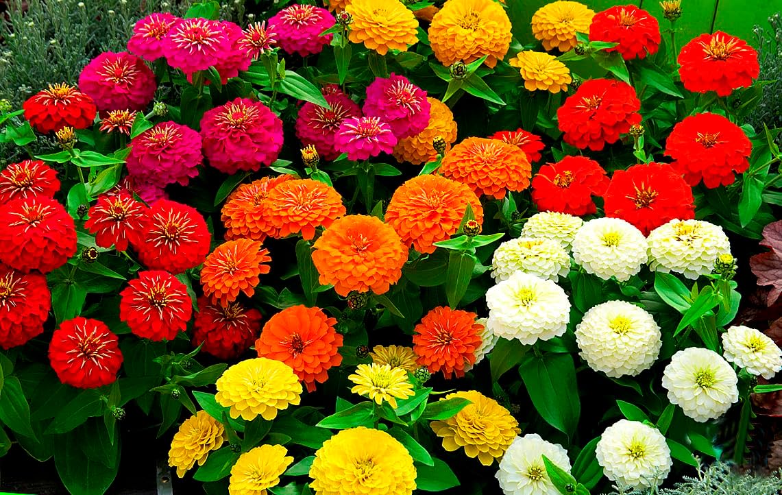 Amazon.com : KIRA SEEDS - Seeds Zinnia Liliput Mix - Annual Flowers for ...