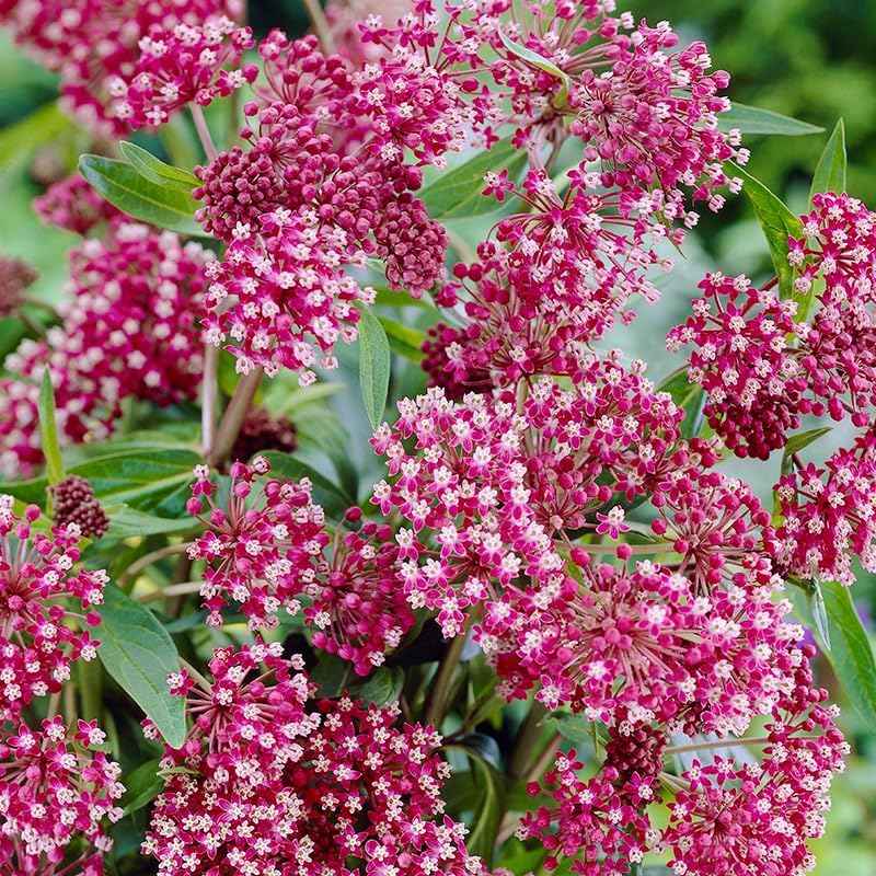 Amazon.com : Soulmate Swamp Milkweed Flower Root - Pink Colors ...