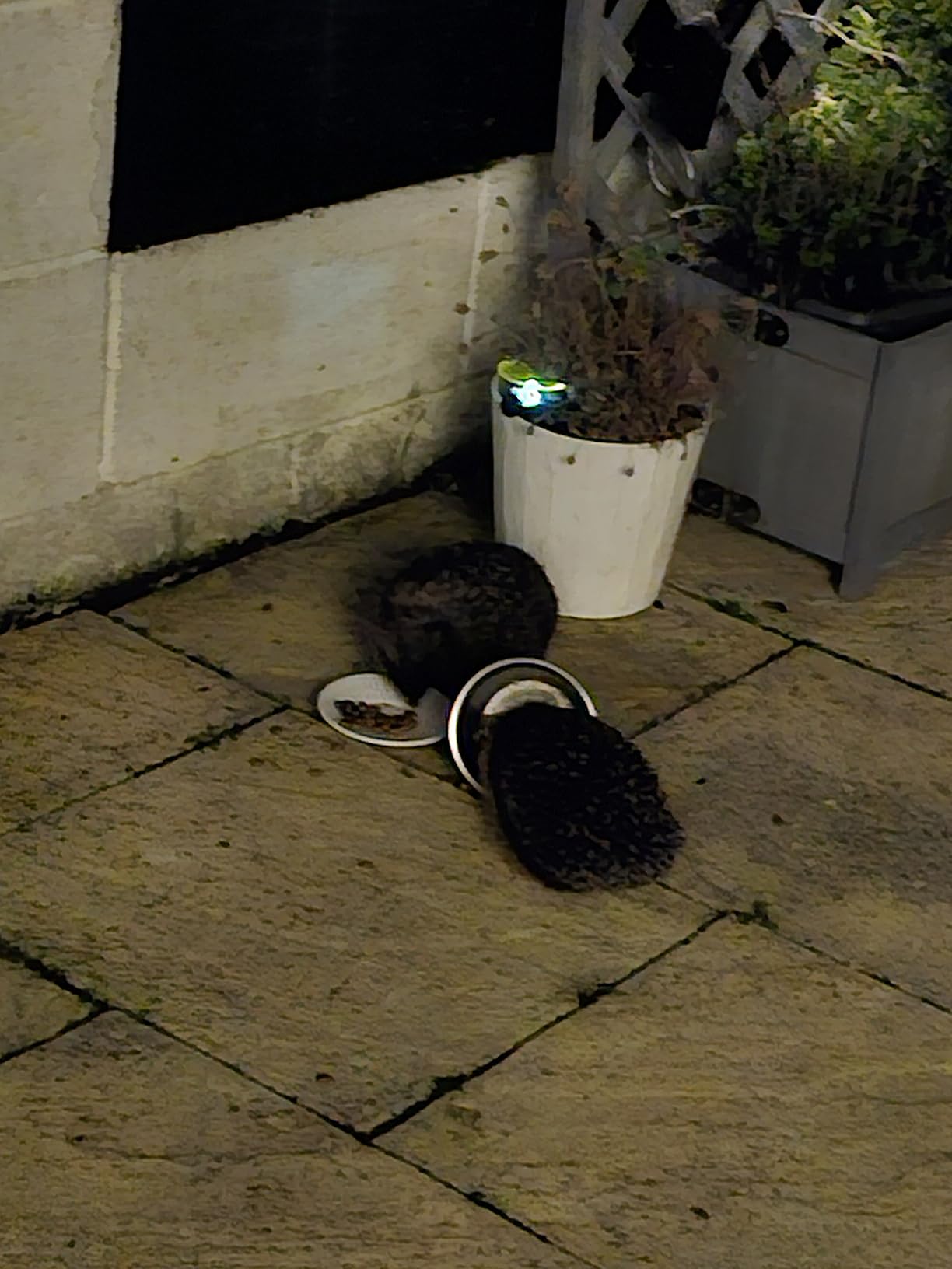 Dry, Crunchy hedgehog food - Jacobi Jayne® I Love Hedgehogs™ Meaty ...