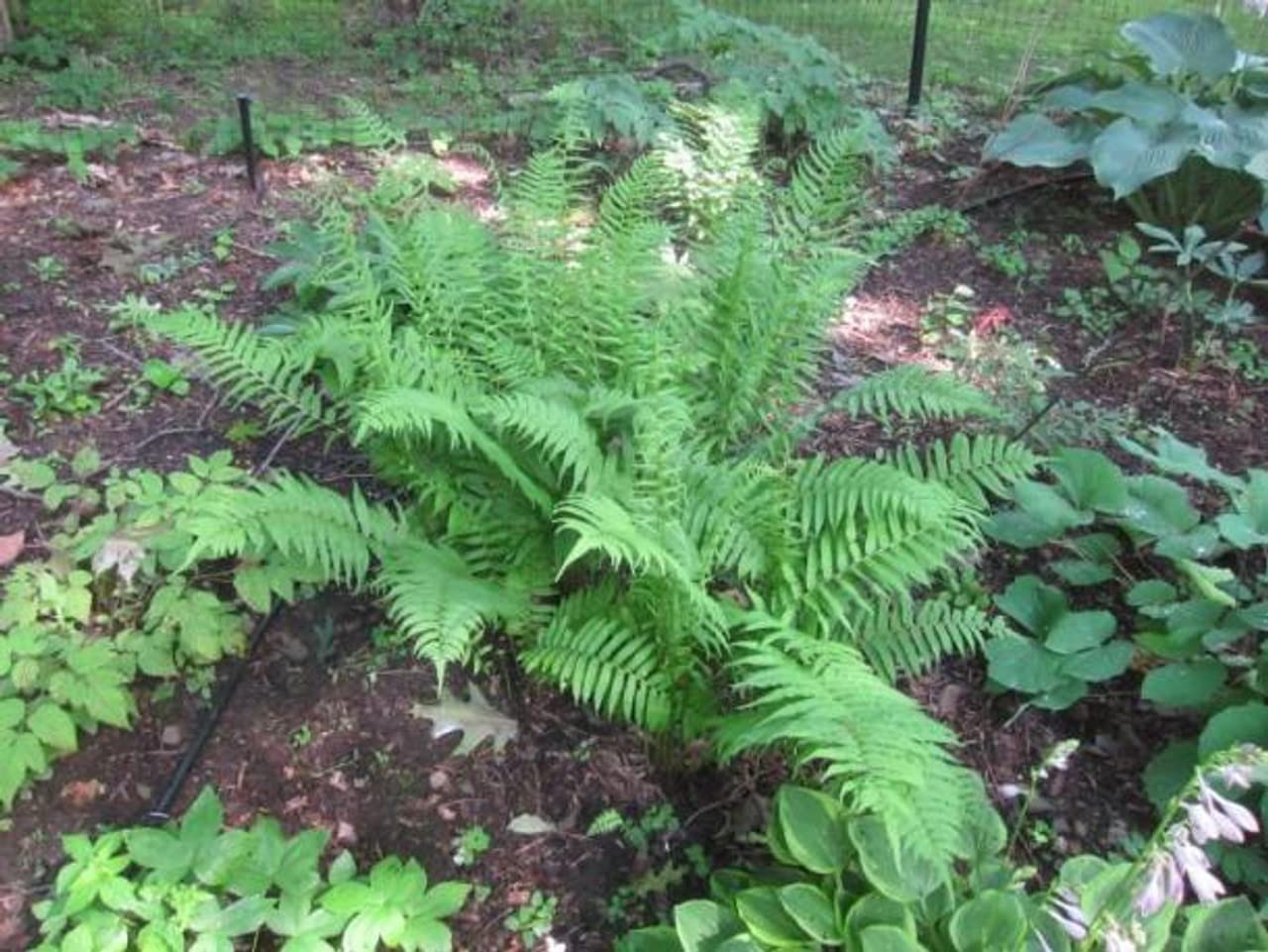Amazon.com : Tennessee Ostrich Fern 5 Rhizome Roots Starter kit : Patio ...