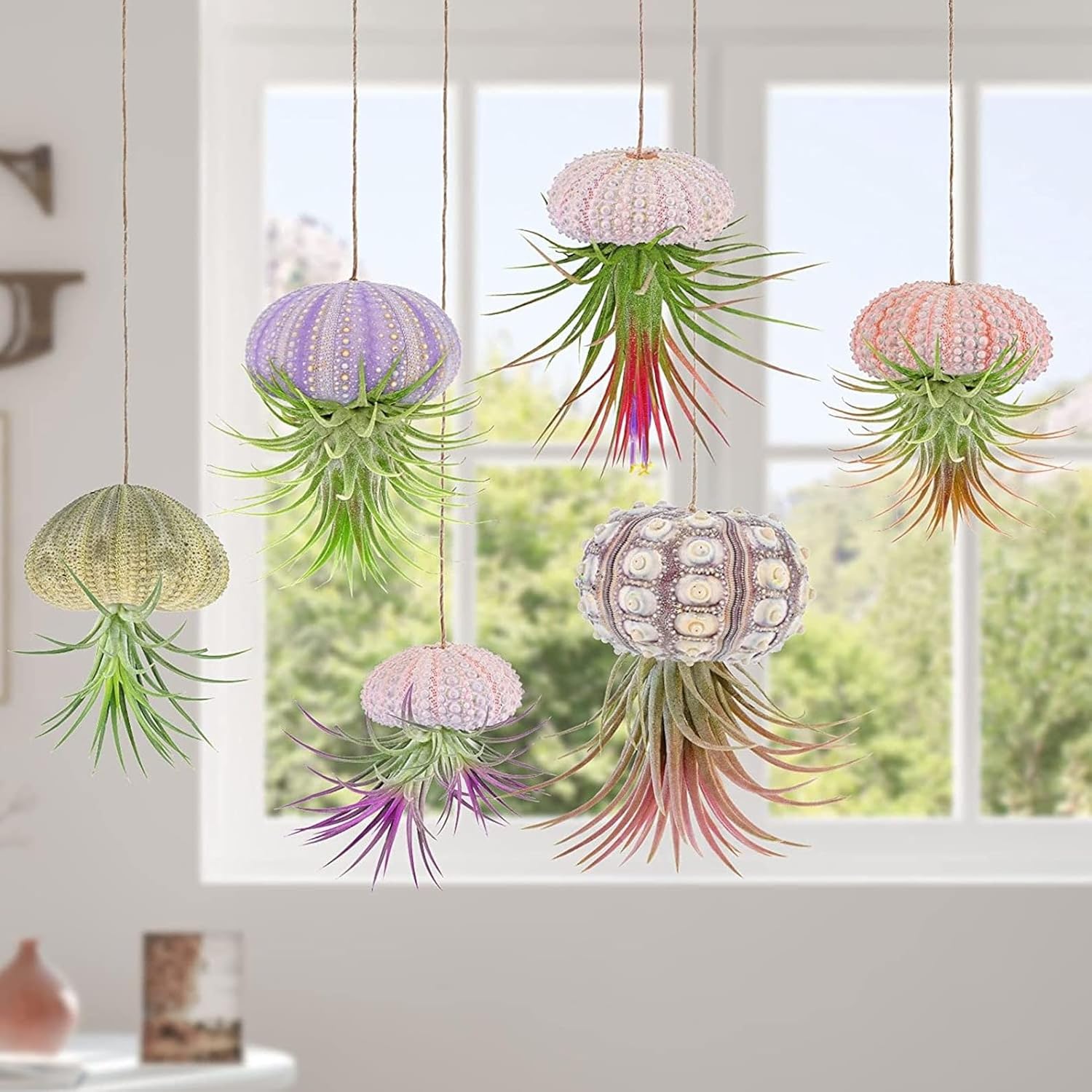 Amazon.com: Jellyfish Air Plant Pot REAL Natural Sea Urchins Beach ...