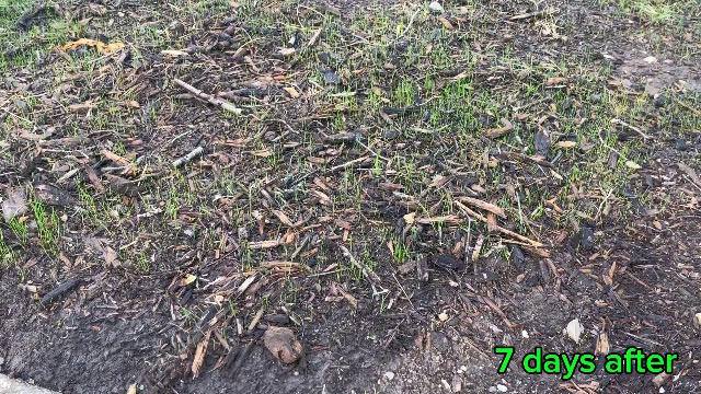 Watch Grass growing 7 days in! Easy to use - recommend! on Amazon Live