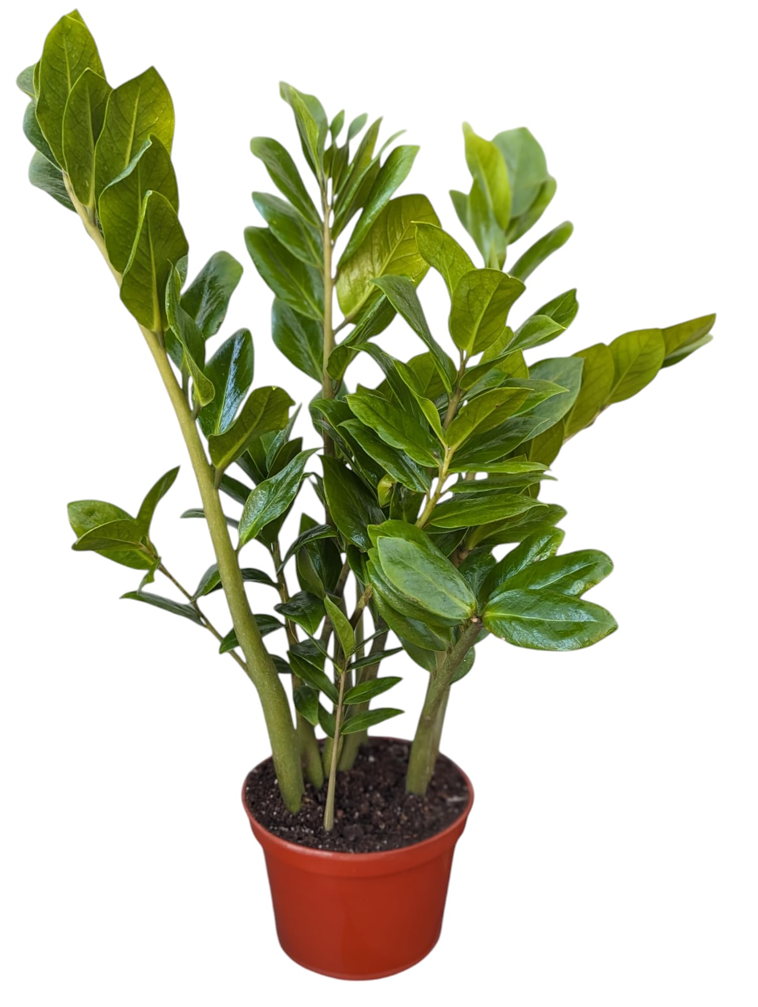 Amazon.com : ZZ Live Indoor Tabletop Plant in 6-Inch Grower Pot : Patio ...