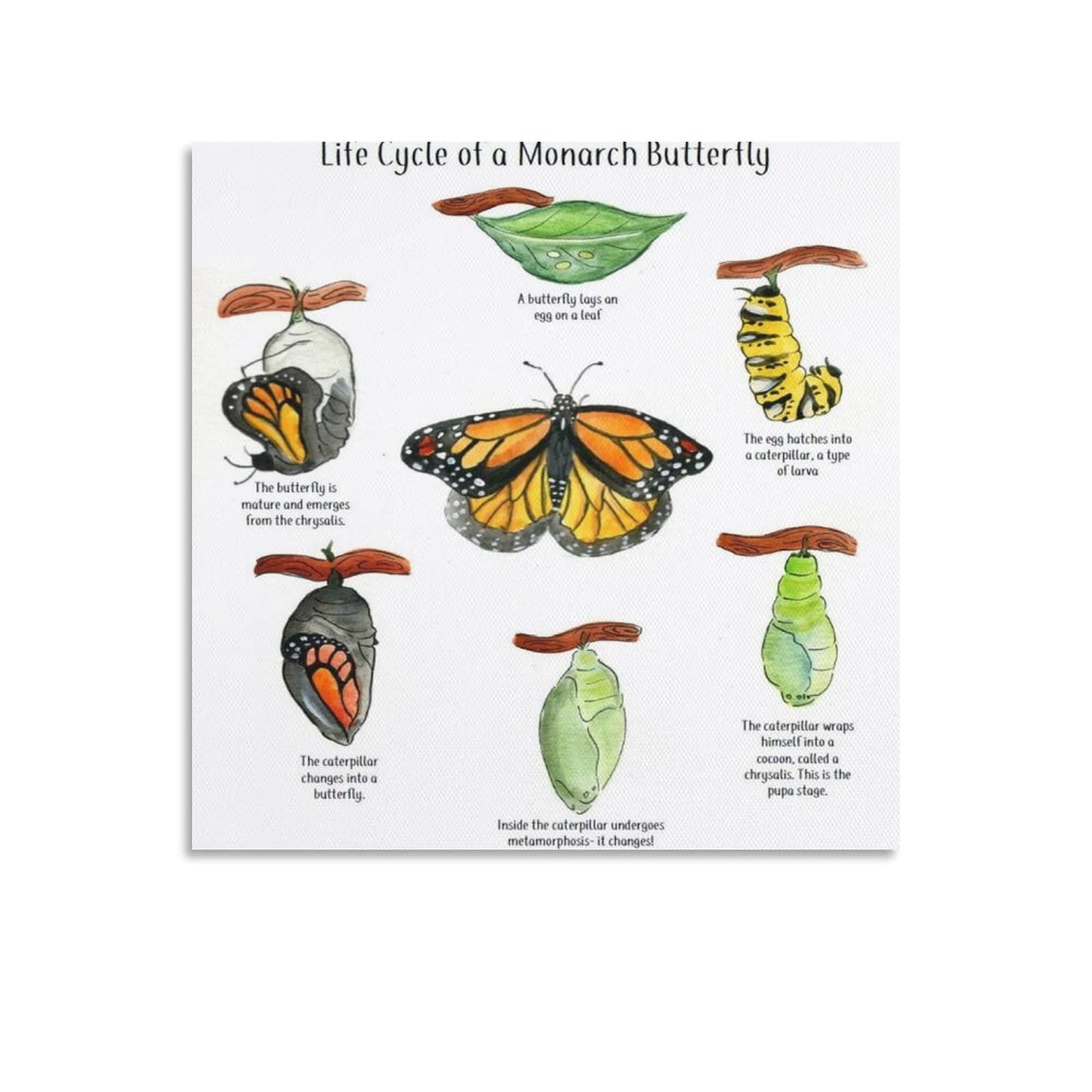 Life Cycle Of A Monarch Butterfly Worksheet