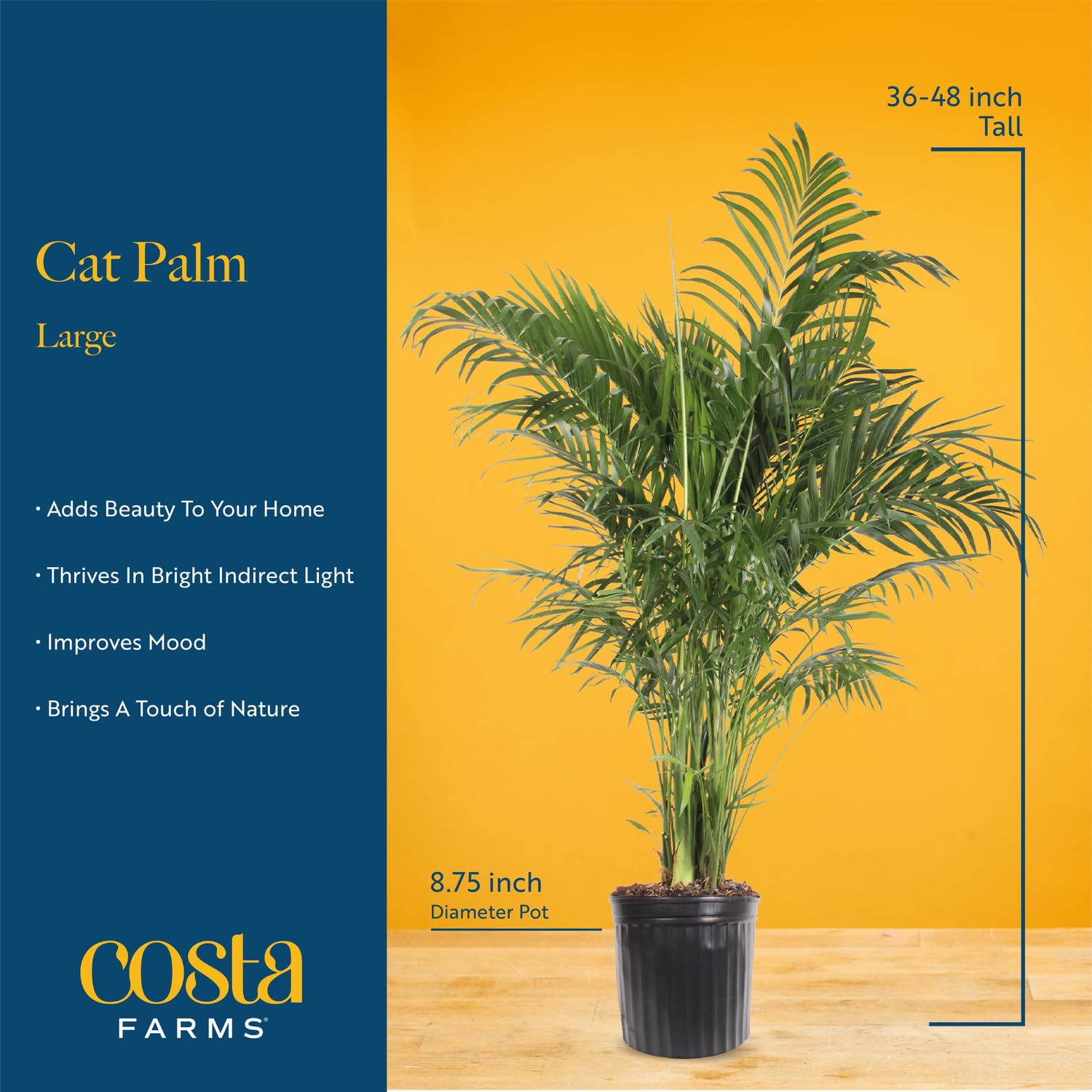 Palm Cat Areca Palm Safe For Cats Butterfly Palm Safe For Cats New