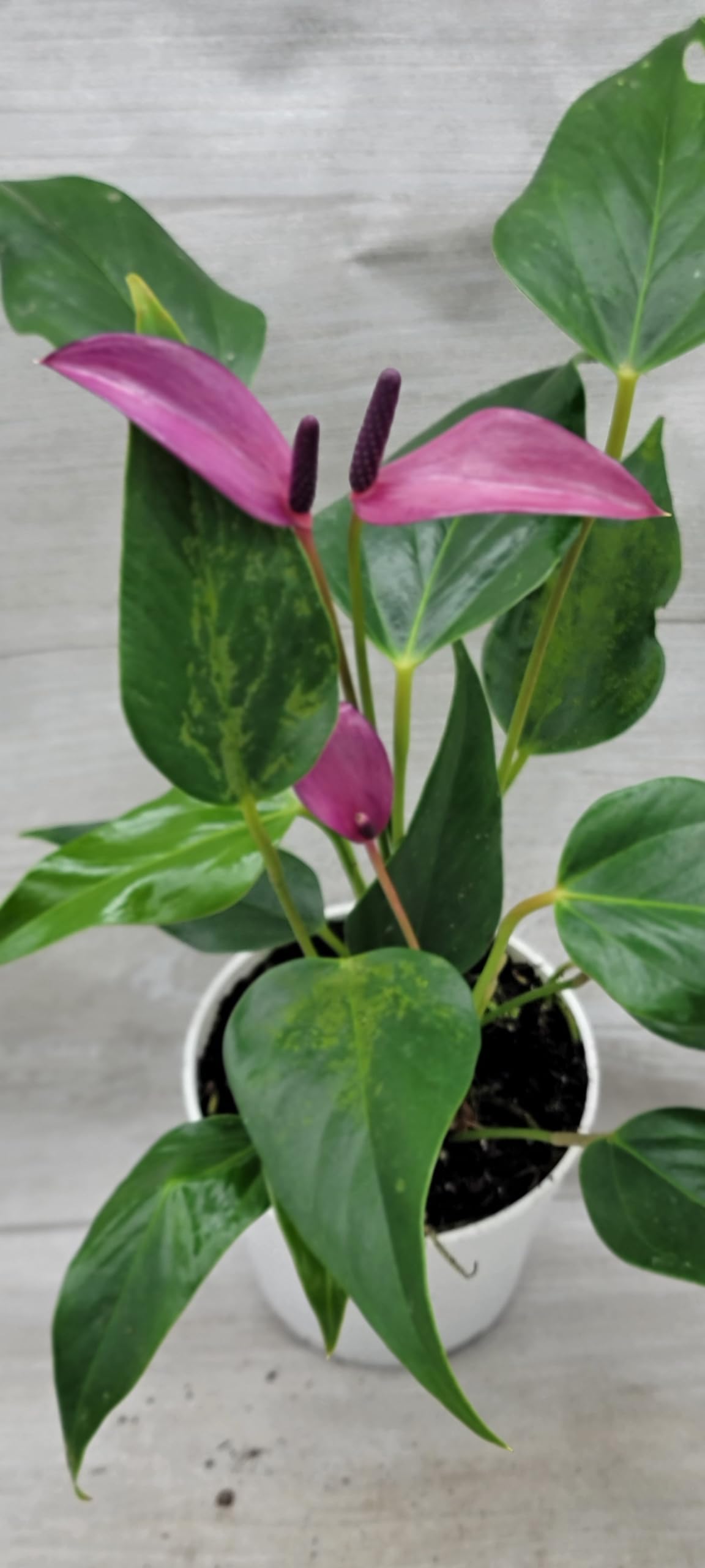 Amazon.com : Purple Anthurium Plant Live, Anthurium Live Plant ...