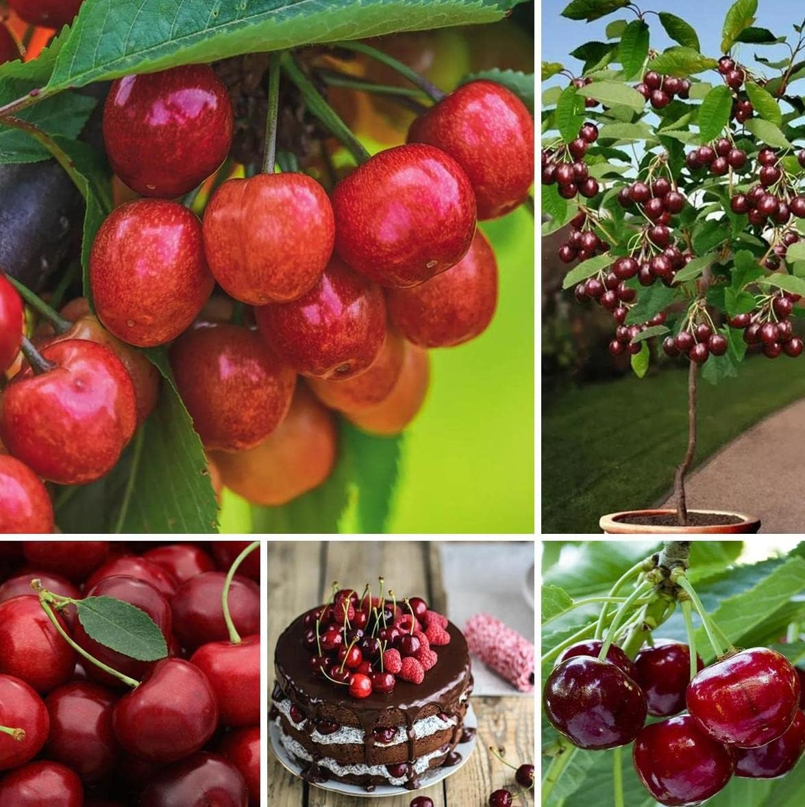Amazon.com : 50+ Cherry Seeds for Planting : Patio, Lawn & Garden