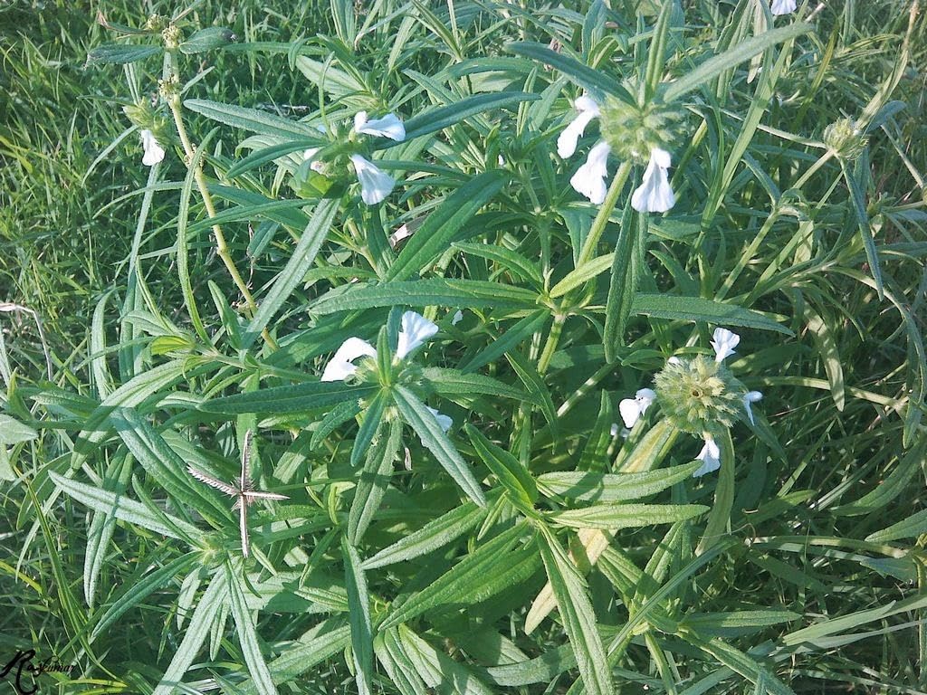 Anuraj farms Leucas aspera, thumbai, Thummi chettu, Chota Halkusa Gopha ...