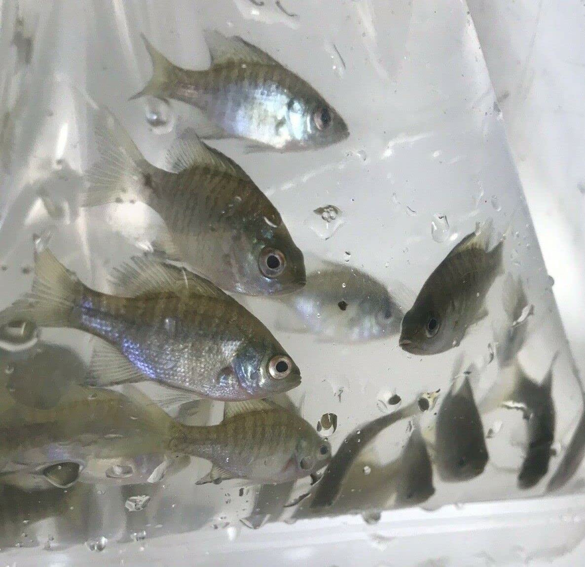 Baby Black Crappie