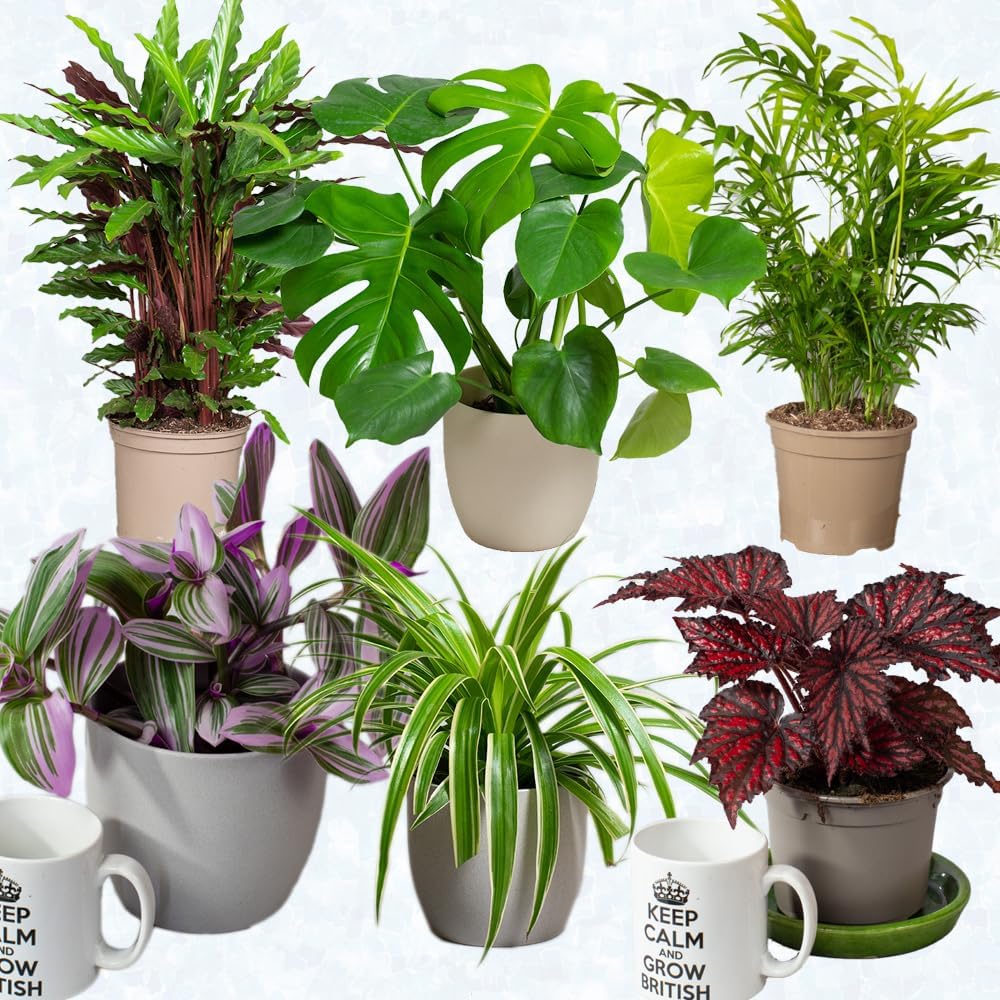 Monstera Plant - Cheese Plant Make Great House Plants, Indoor Plants ...