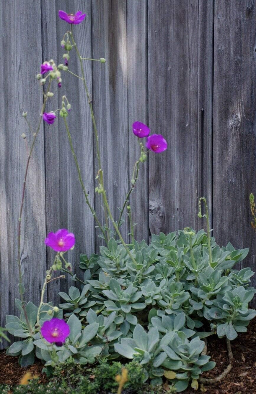 Amazon.com : 3 Cuttings Rock - Purslane Calandrinia Spectabilis, Purple ...