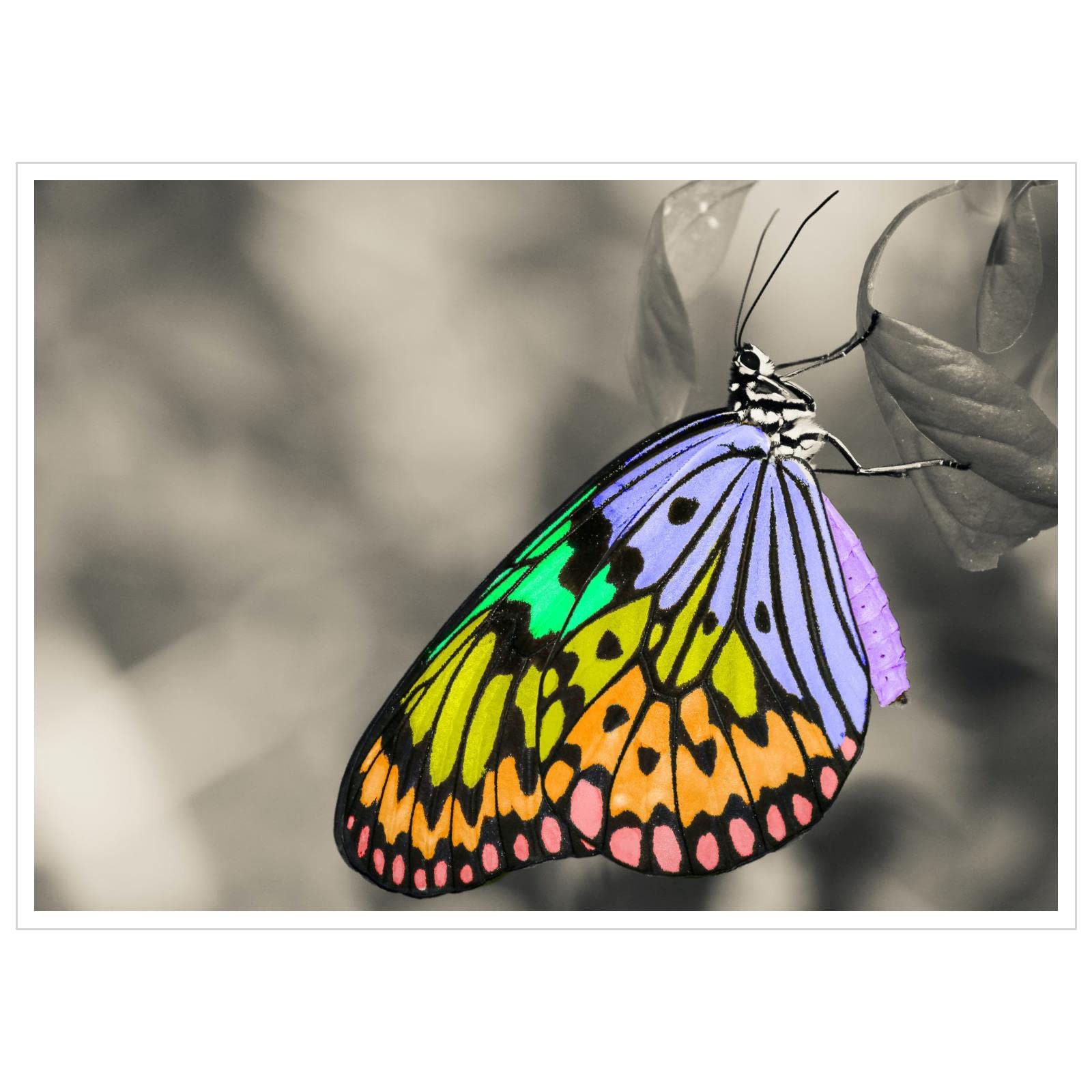 Real Rainbow Butterfly